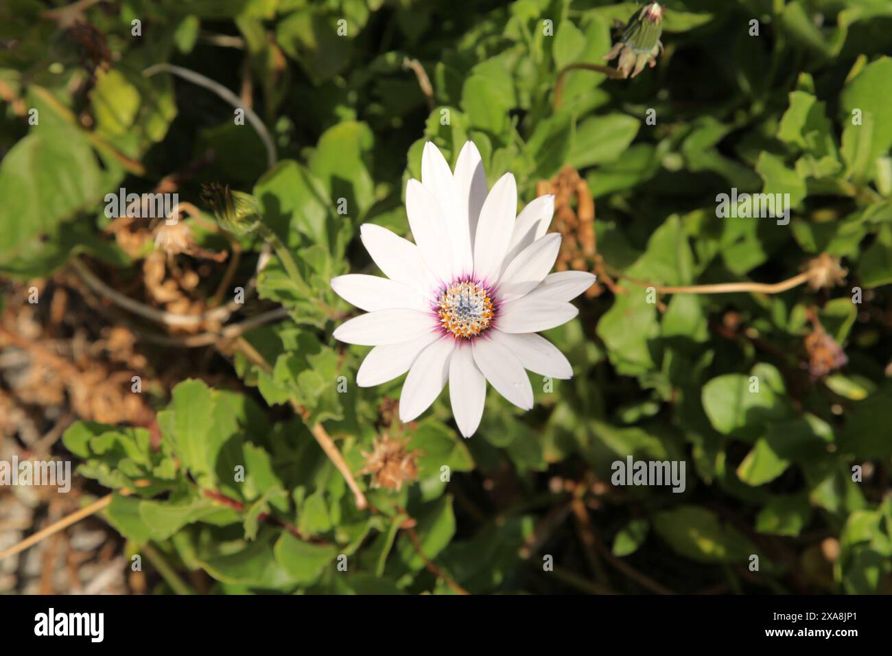 Osteospermum Weetwood African Daisy St. Ives, Cornwall, England, UK ...
