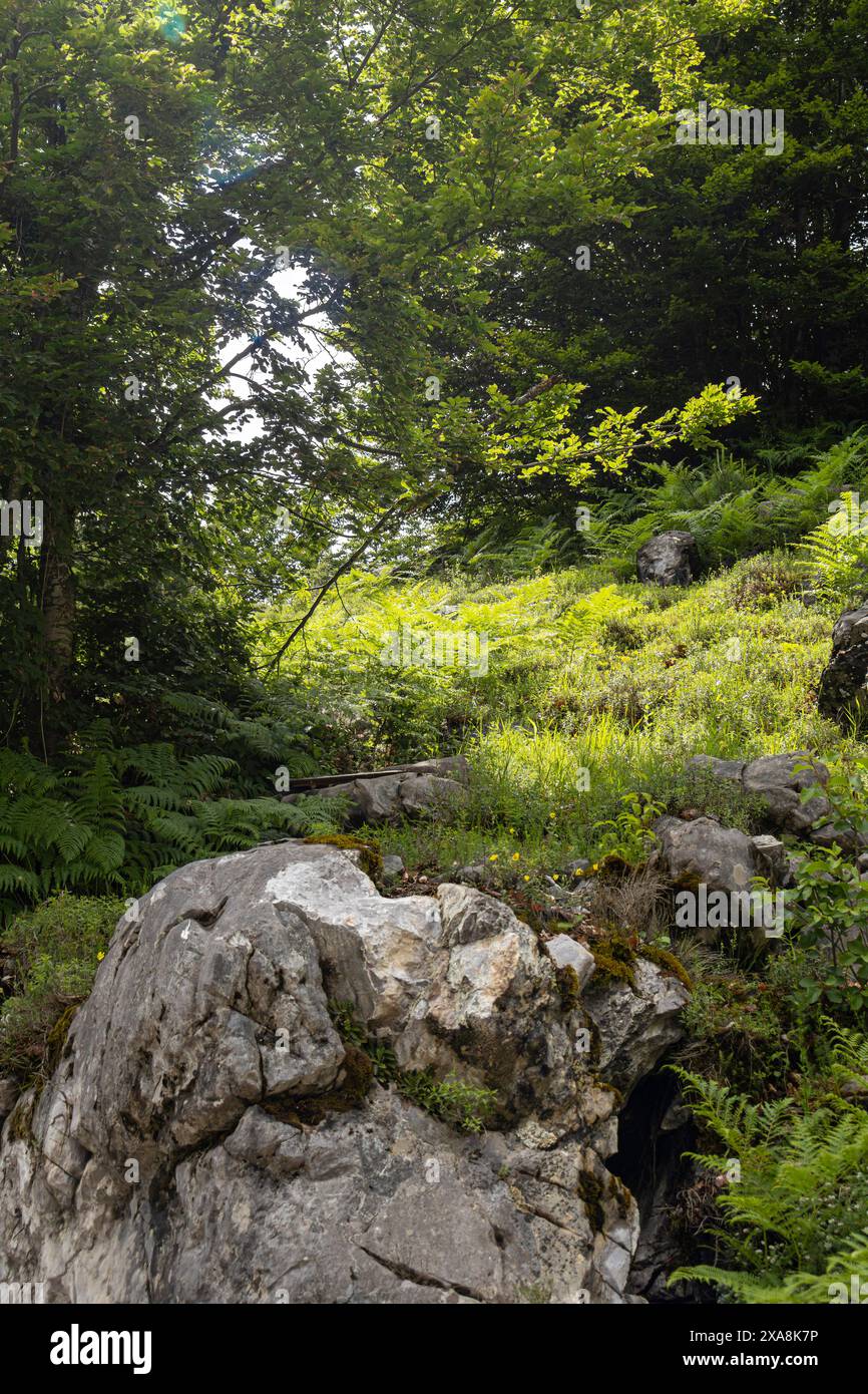 View coniferous forest mountain hi-res stock photography and images - Alamy