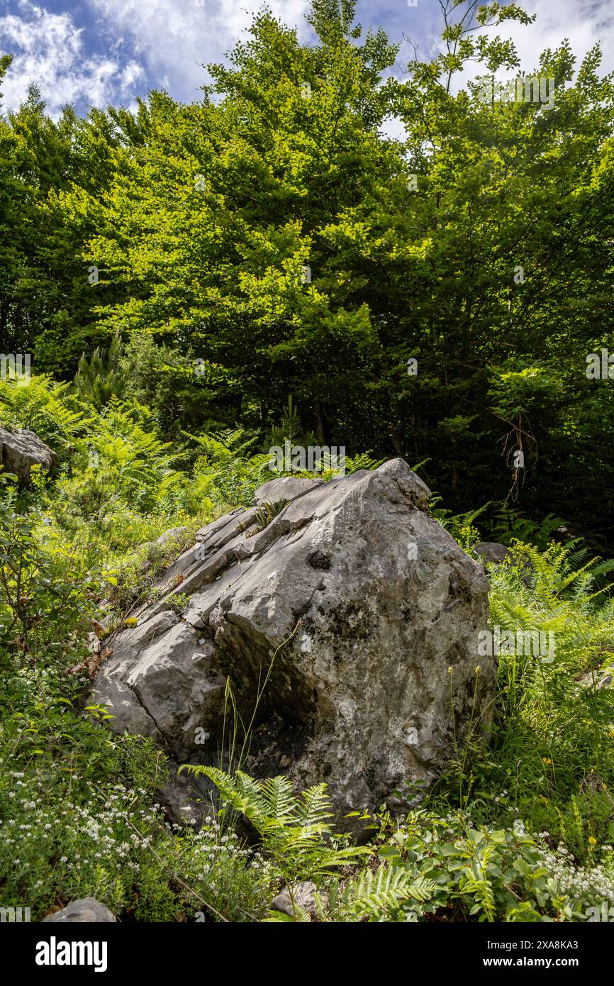 Big rock in forest hi-res stock photography and images - Alamy