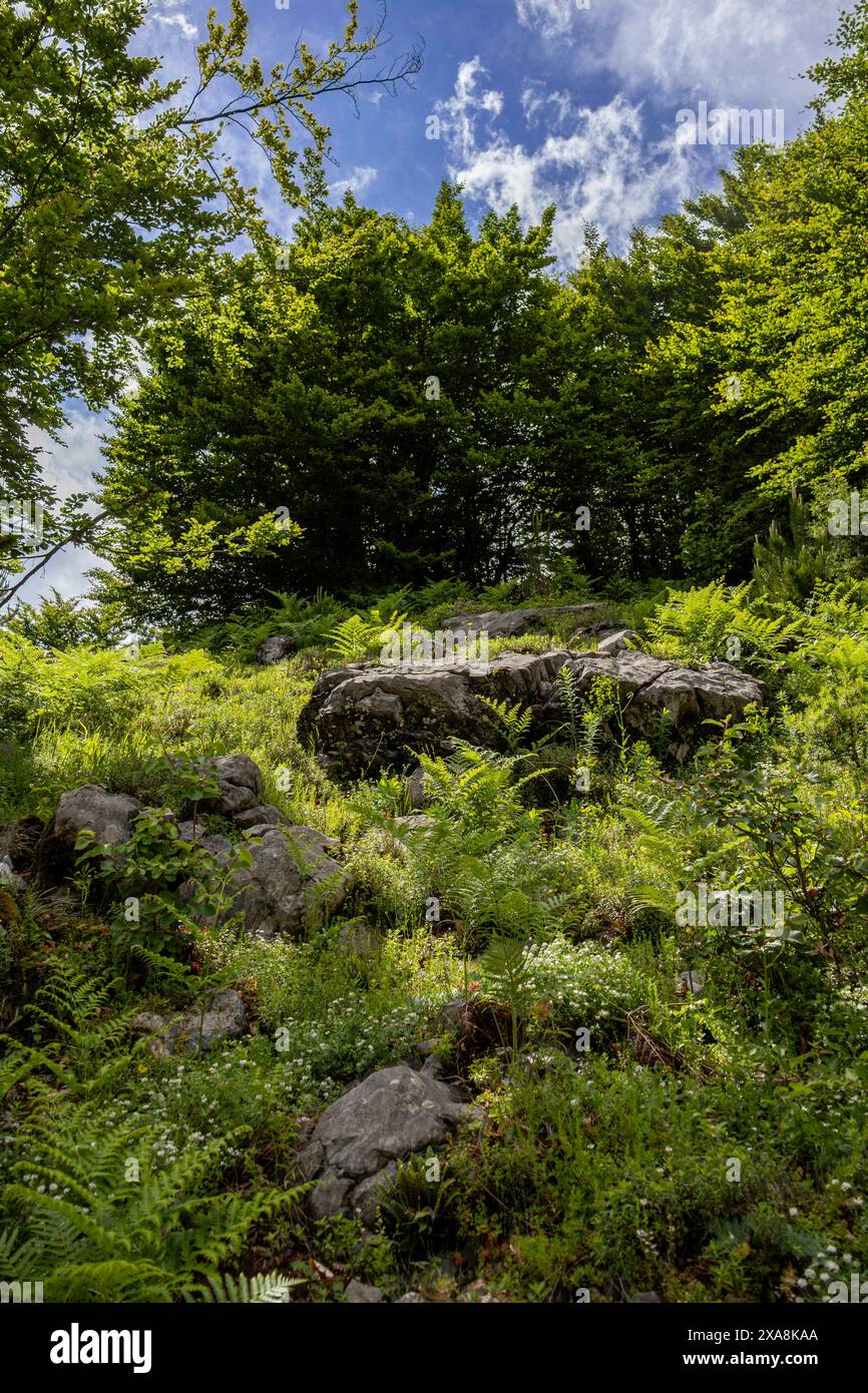 Rocks and greenery alps hi-res stock photography and images - Alamy