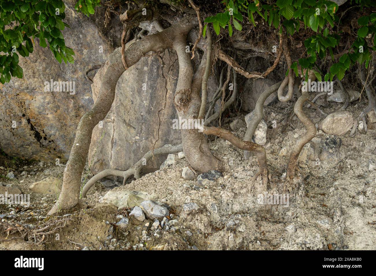 View rugged tree roots hi-res stock photography and images - Alamy