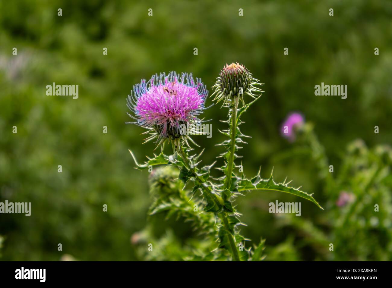 Forestflora hi-res stock photography and images - Alamy