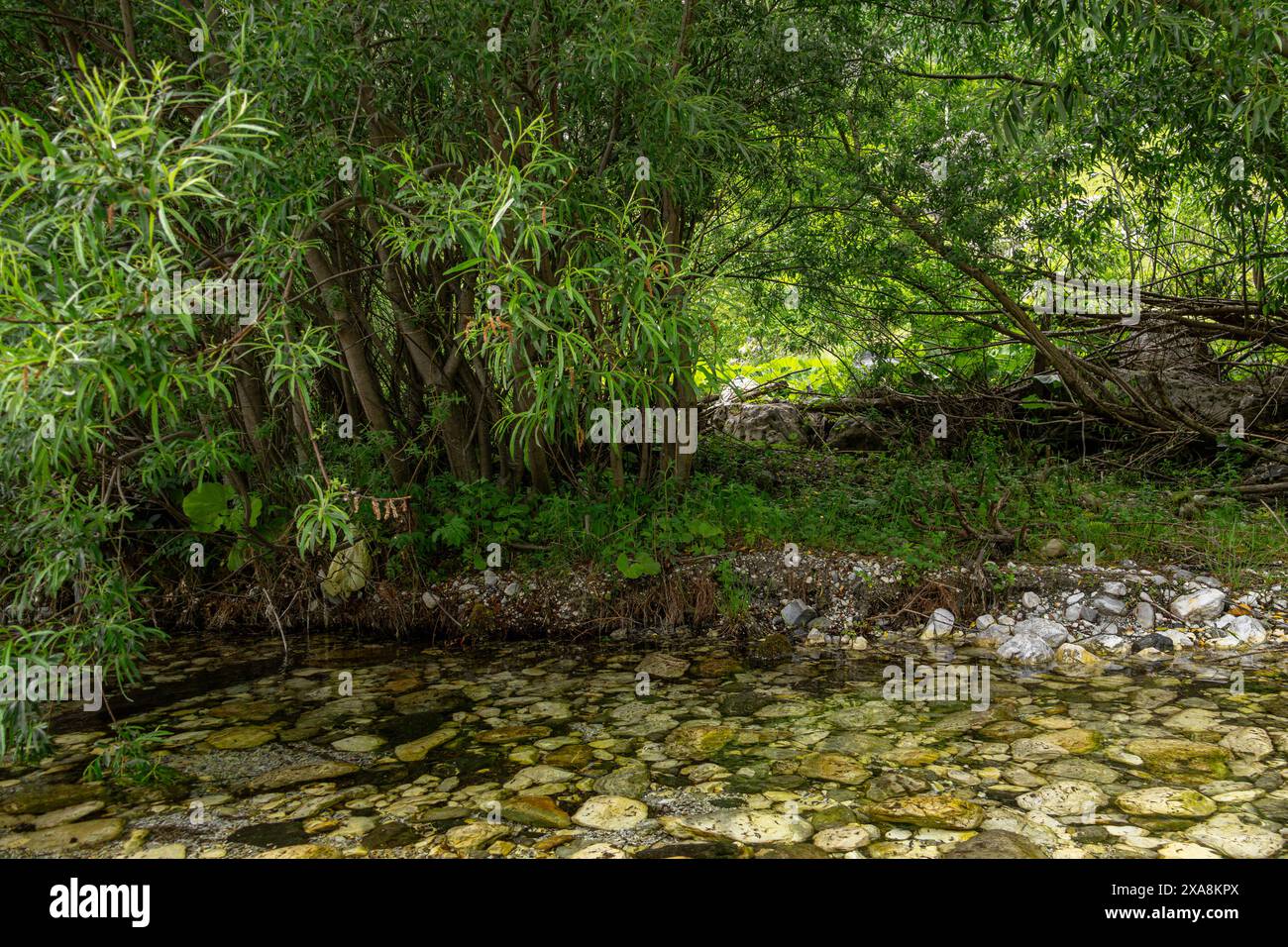 tree on river side Stock Photo - Alamy