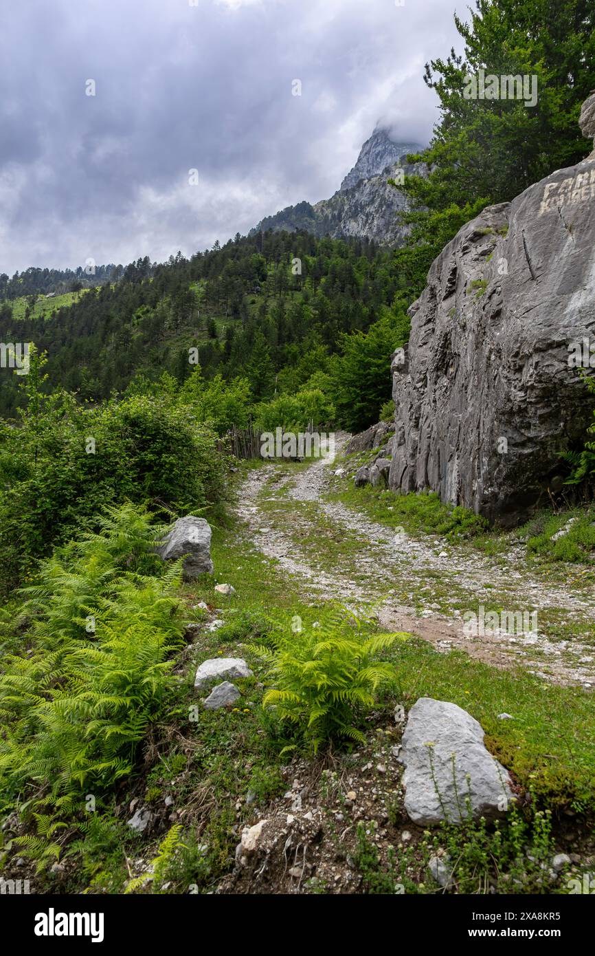 Breathtaking view stunning forest hi-res stock photography and images ...