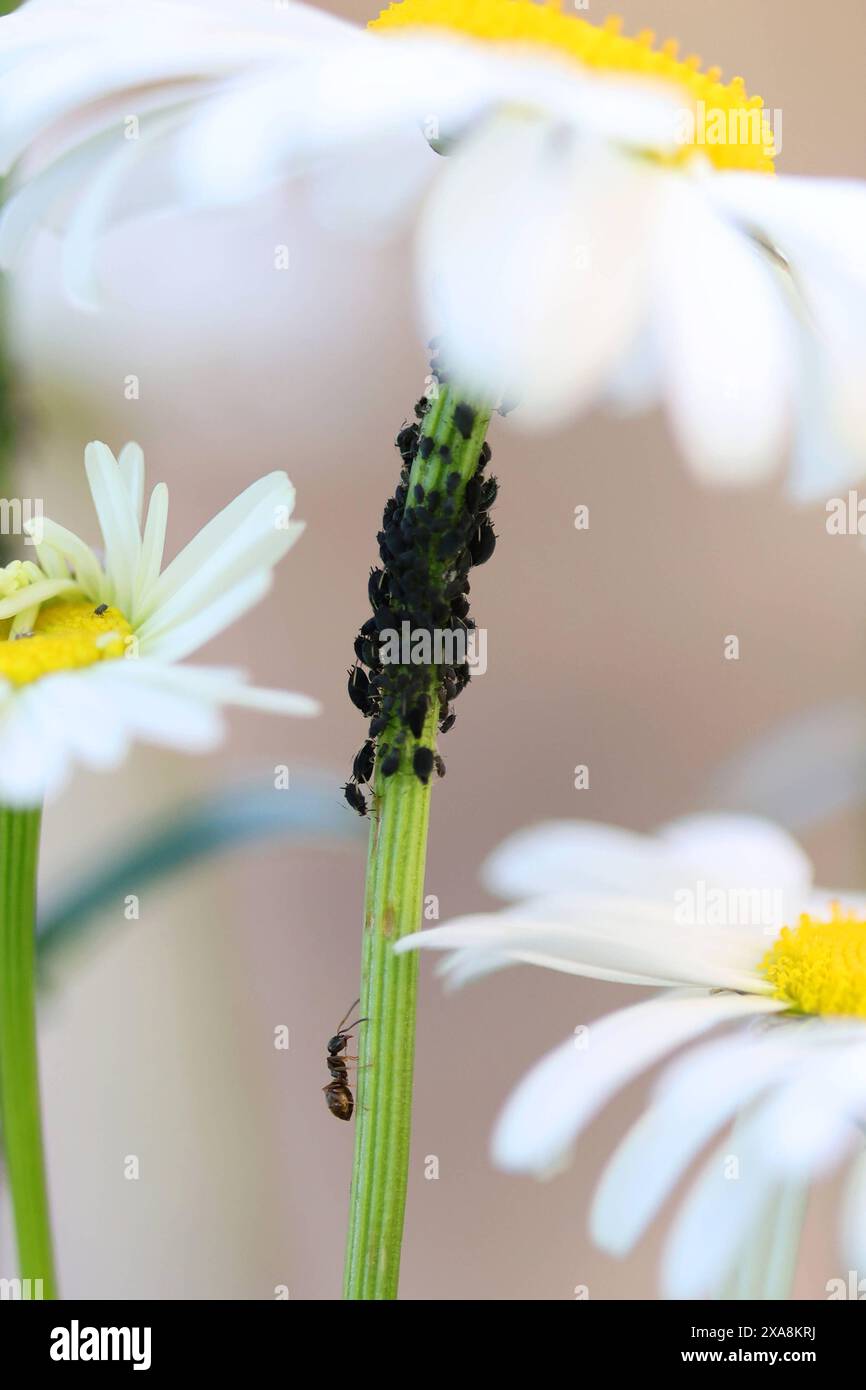 Natur 04.06.2024, Ostramondra, Blattlaeuse am Stiel einer Margerite ...