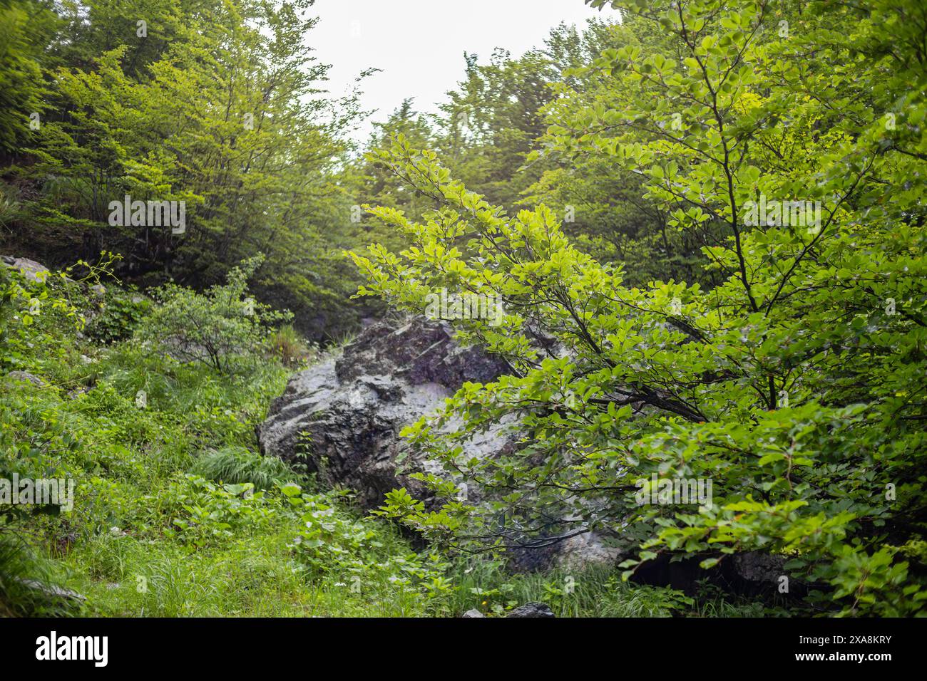 Valbona park forest trail Stock Photo - Alamy