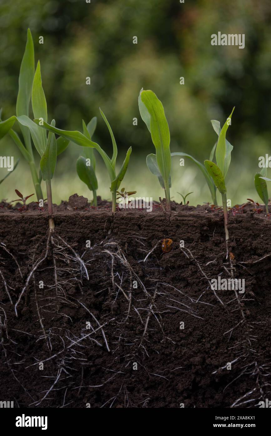 Young corn plants with roots Stock Photo - Alamy