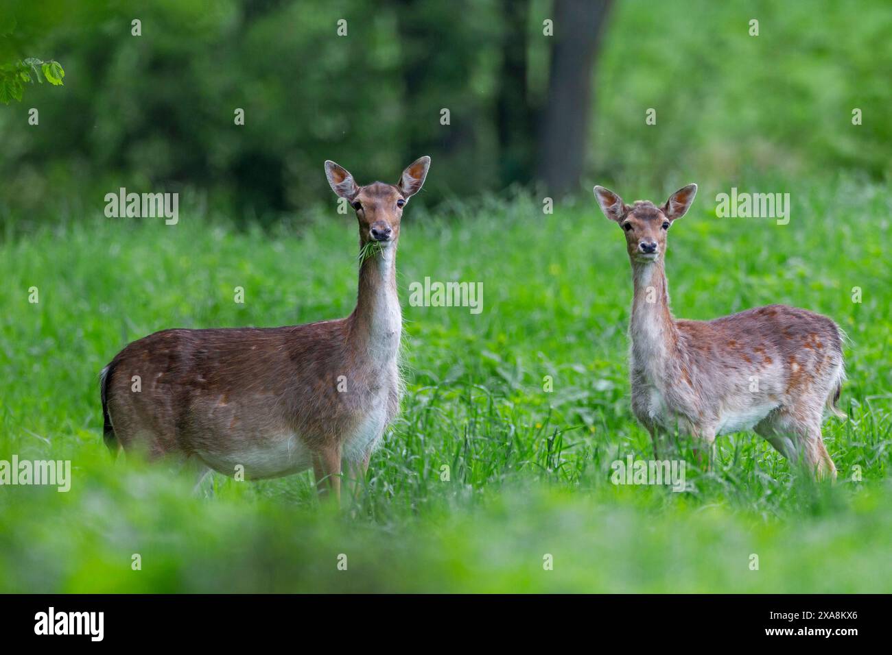 Fallow Deer (Dama dama). Pregnant doe with her fawn from previous year ...