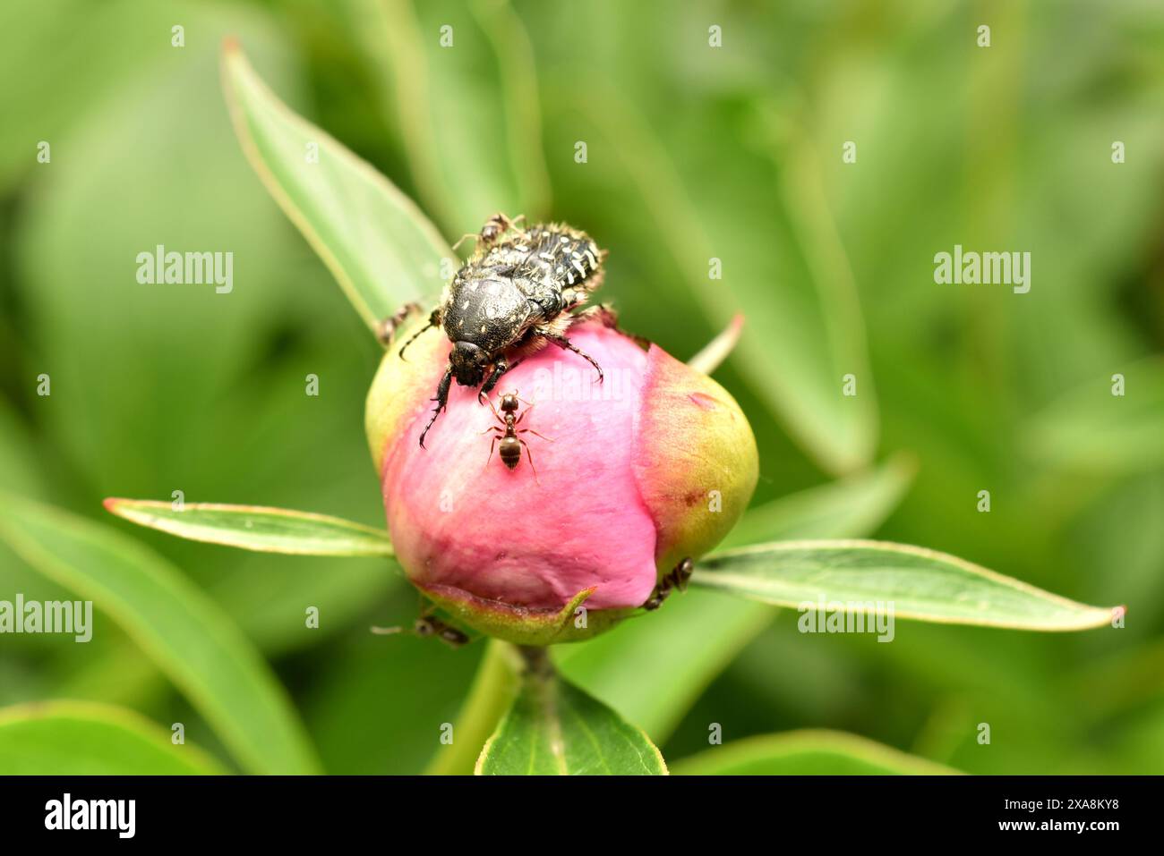 Black rose chafer hi-res stock photography and images - Alamy