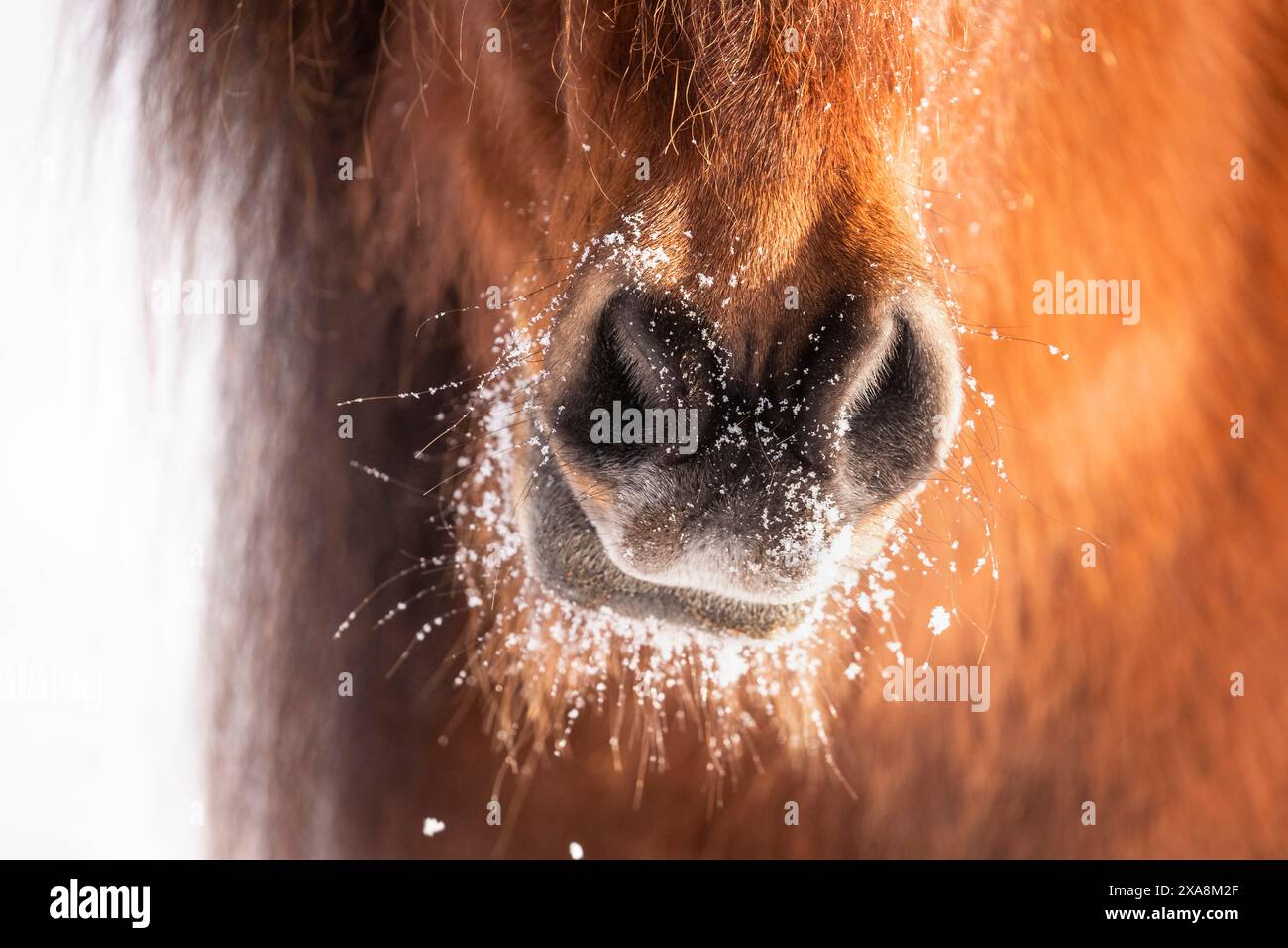 Icelandic Horse. With ice and hoarfrost covered vibrissae and nostrils ...