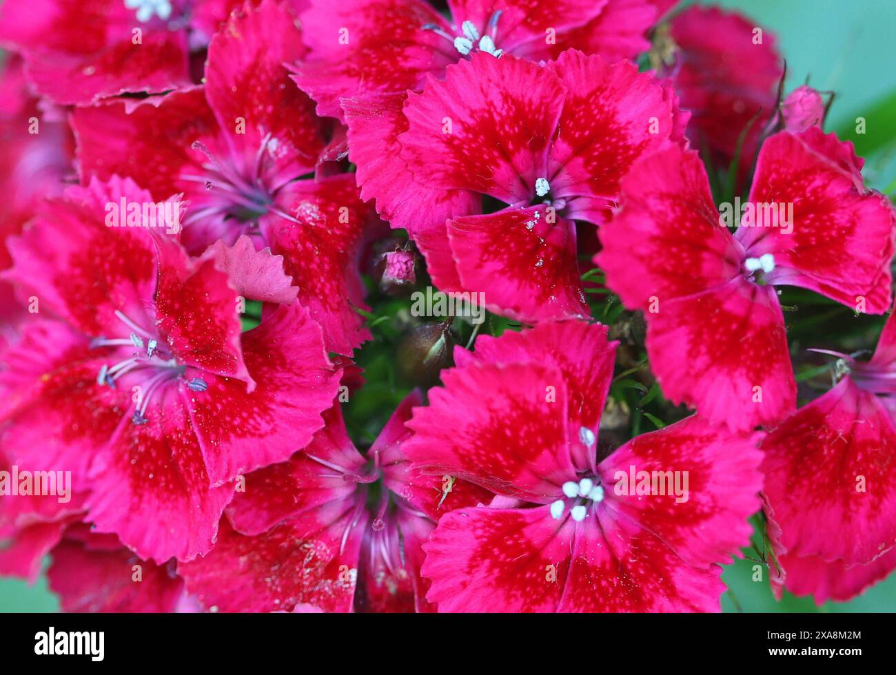 Natur 04.06.2024, Ostramondra, rote Blueten der Bartnelke Dianthus ...