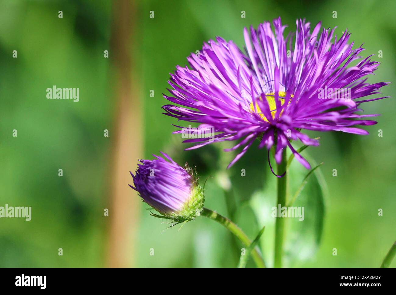 Natur 04.06.2024, Ostramondra, lila Blueten der Strahlenaster Ray ...