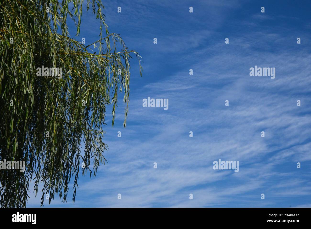 Willow tree frame hi-res stock photography and images - Alamy