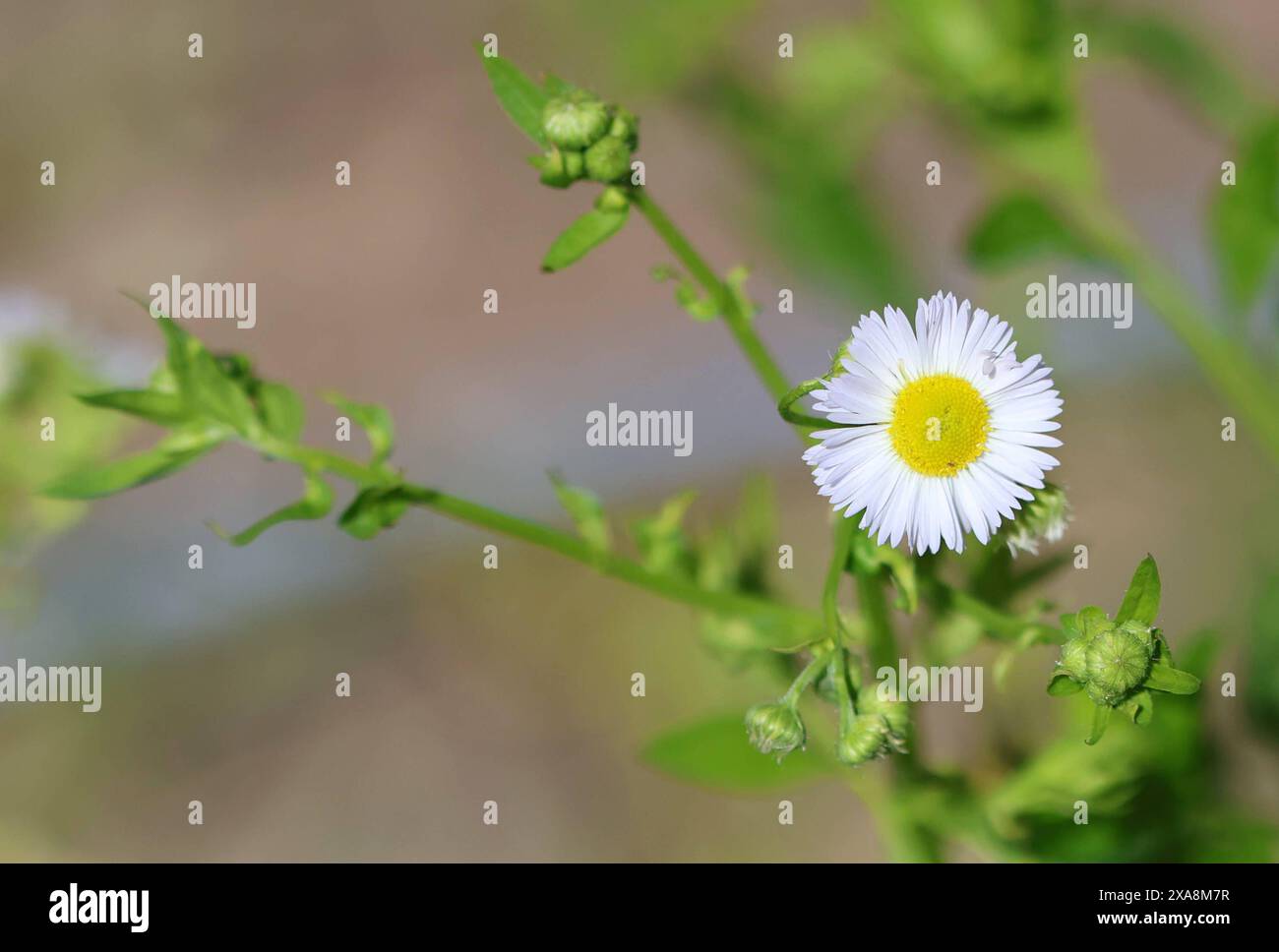 Natur 04.06.2024, Ostramondra, kleine weisse Bluete einer Aster ...
