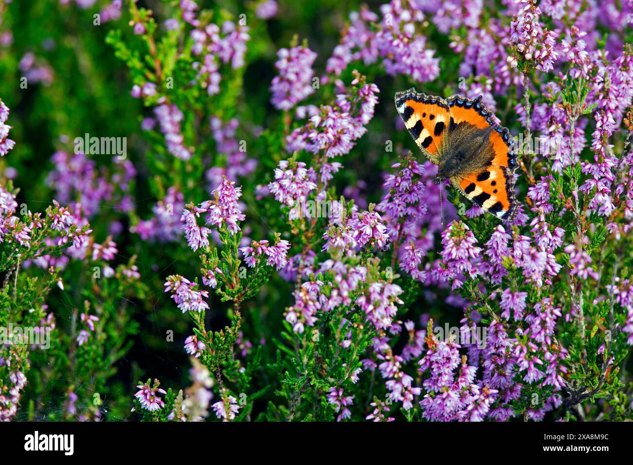 Small Tortoiseshell (Aglais urticae) on flowering Heath. Denmark Stock ...