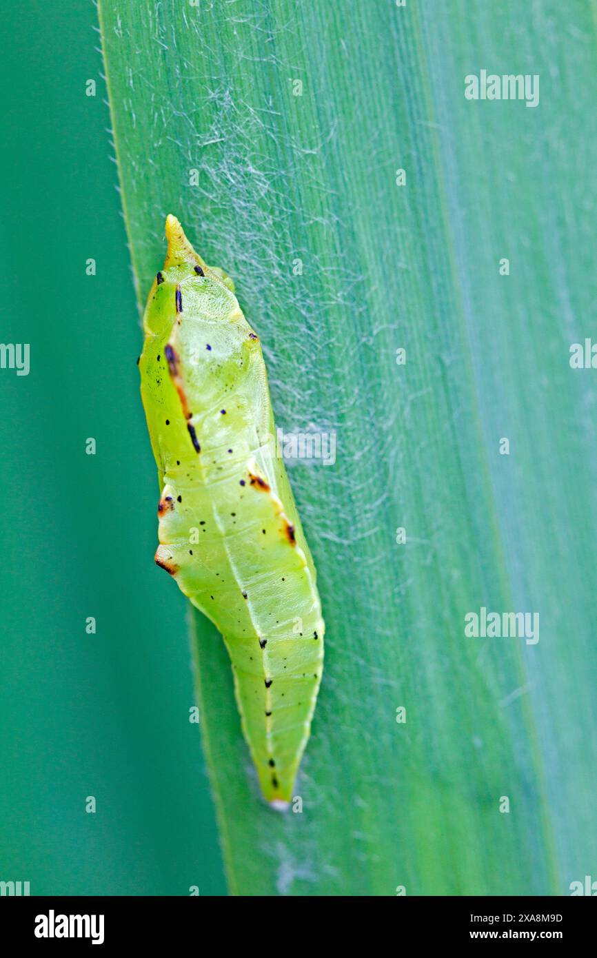 Small White, Cabbage Butterfly (Pieris rapae). Pupa on reed. Germany ...