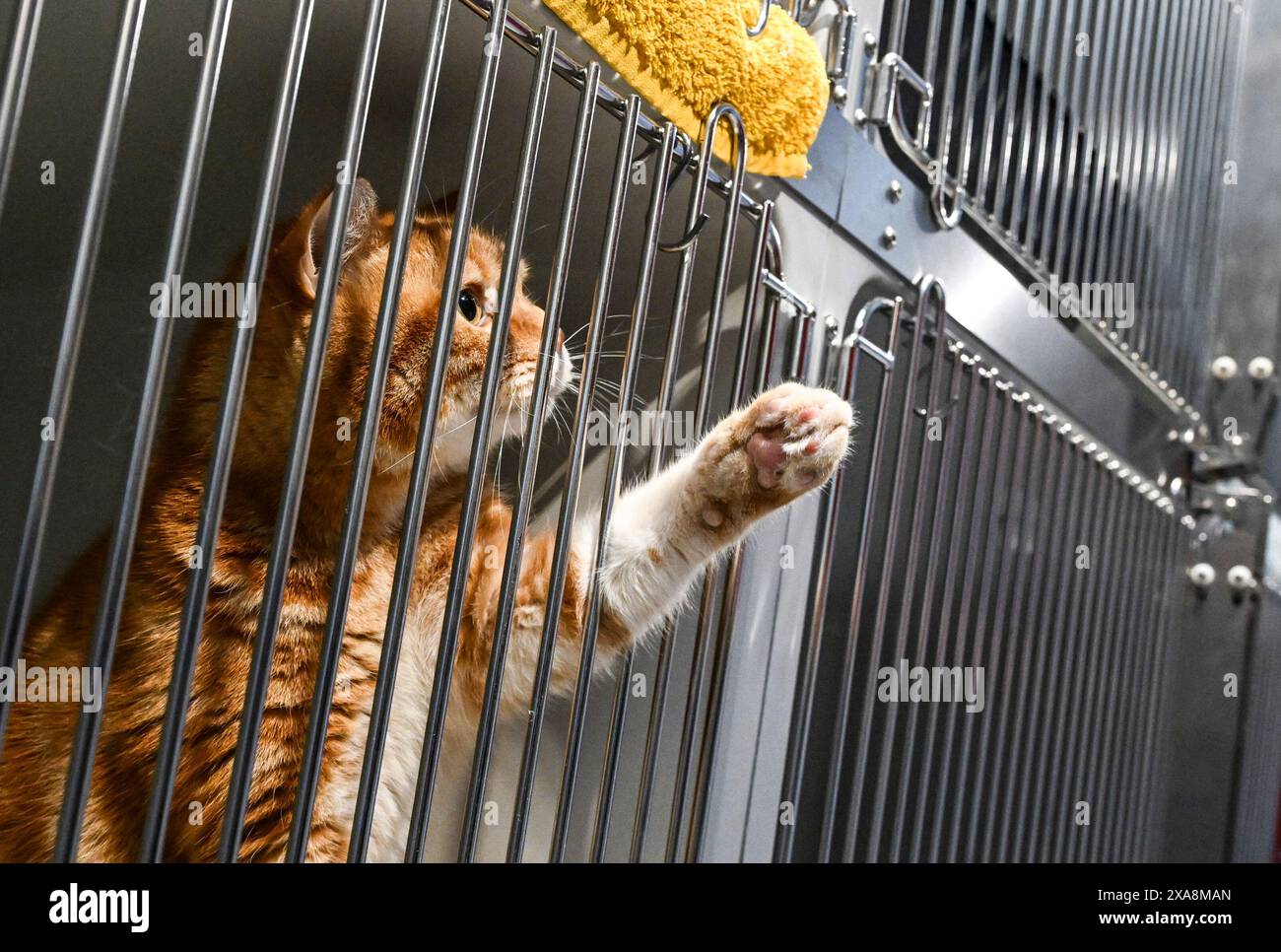 05 June 2024, Berlin: Jimmy the cat looks out of his box at the grand ...