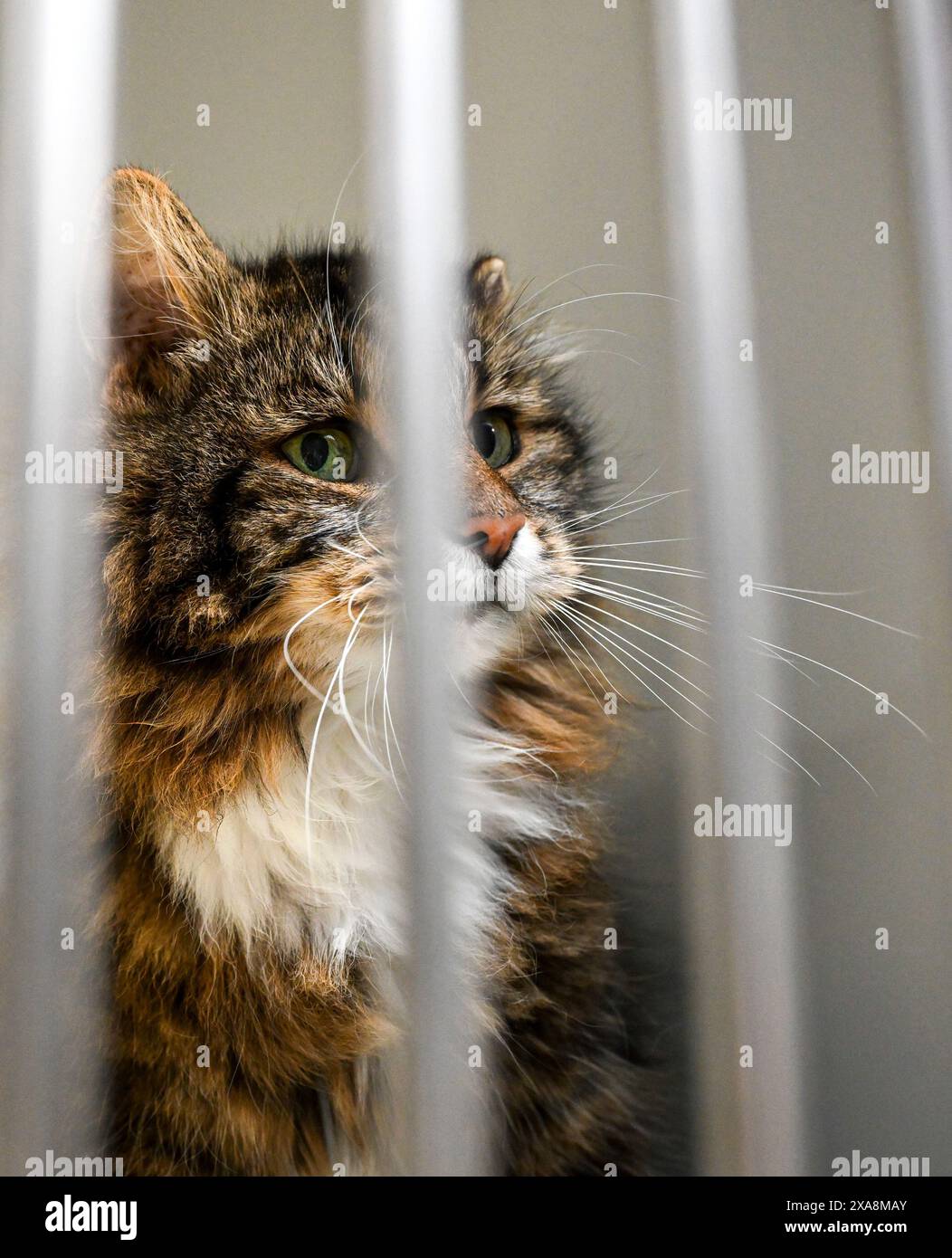 05 June 2024, Berlin: Aladin the cat looks out of his box at the grand ...
