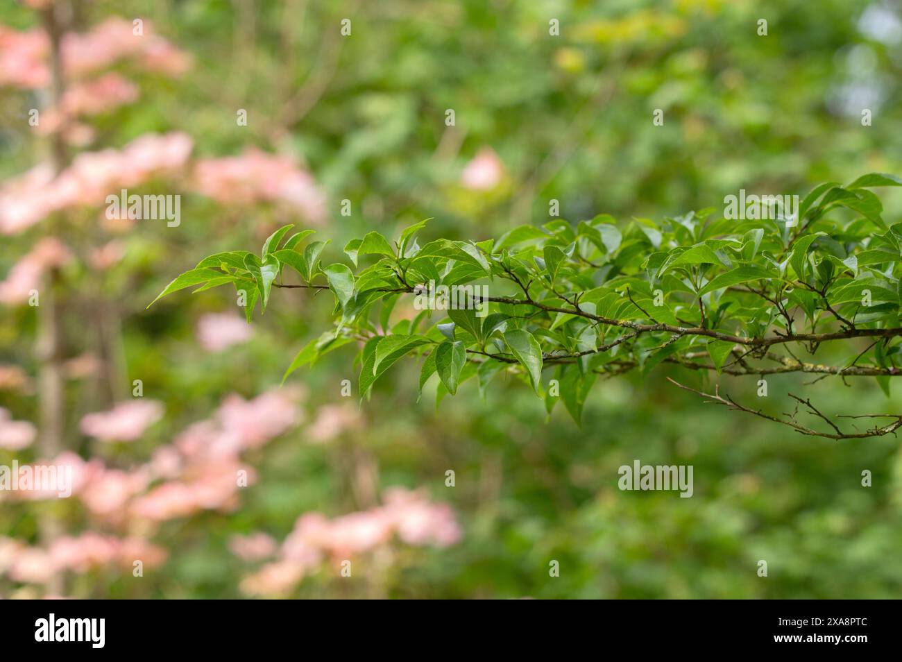 Close Up Leaves Of A Styrax Japonicus At Amsterdam The Netherlands 6-5 ...