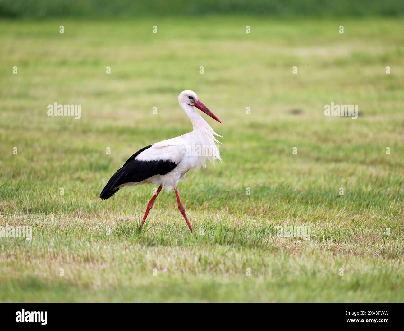 A white stork wades in the meadows of the Tollense Valley, foraging for ...