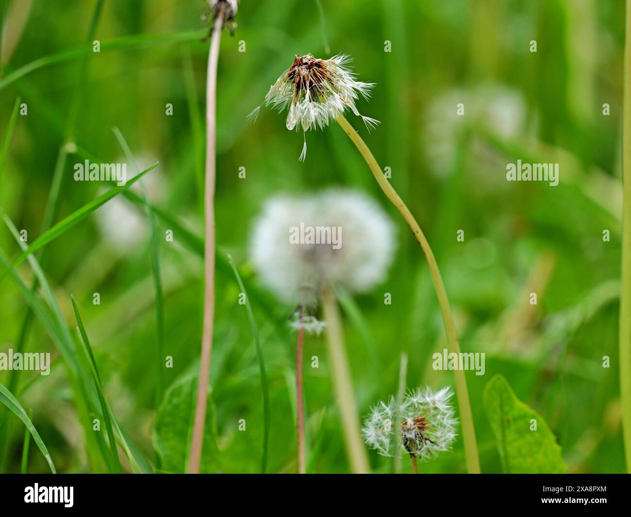 A dandelion puffball, symbol of resilience and childhood joy, disperses ...