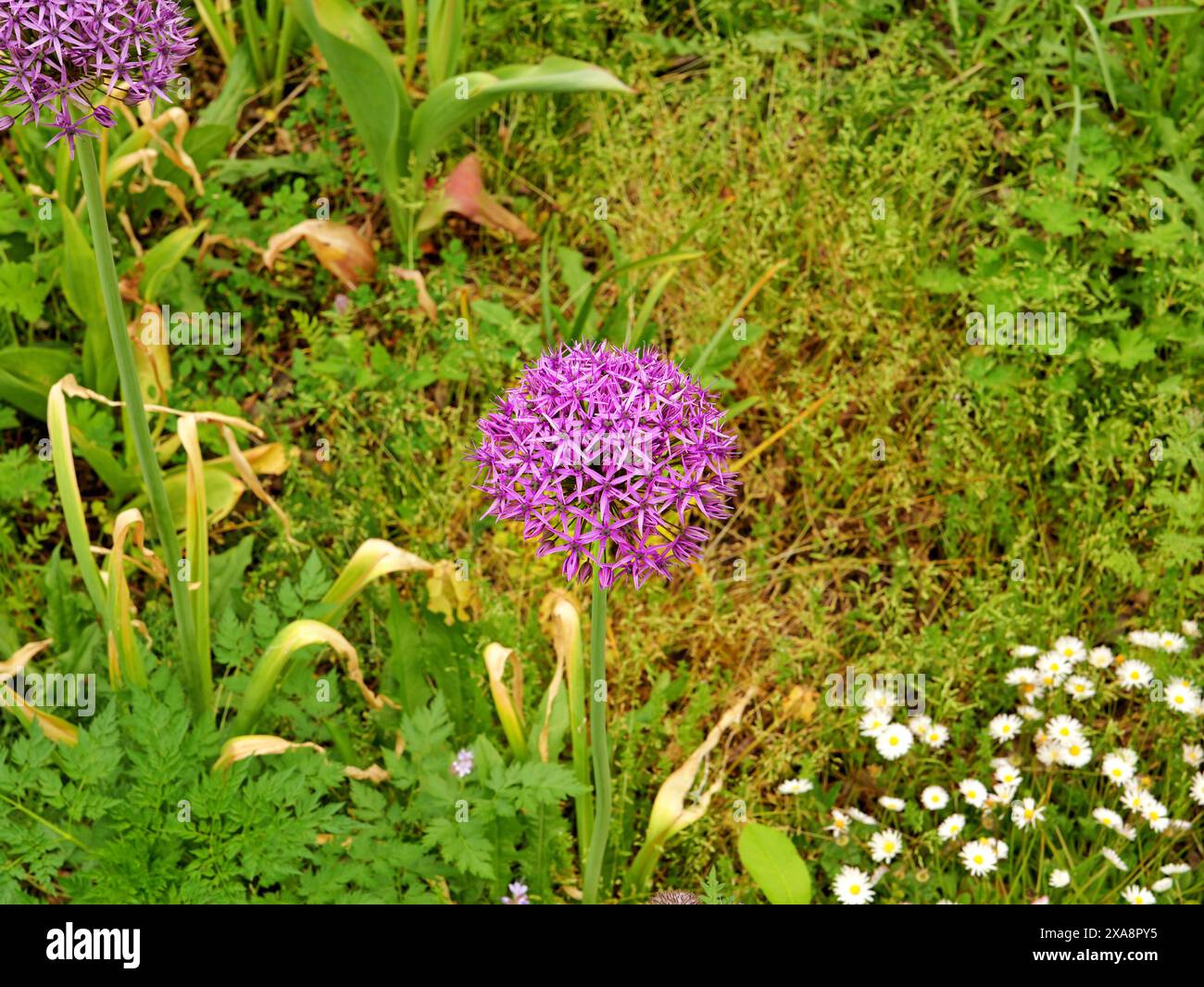 The star globe allium, a perennial bulb plant, blooms beautifully in ...