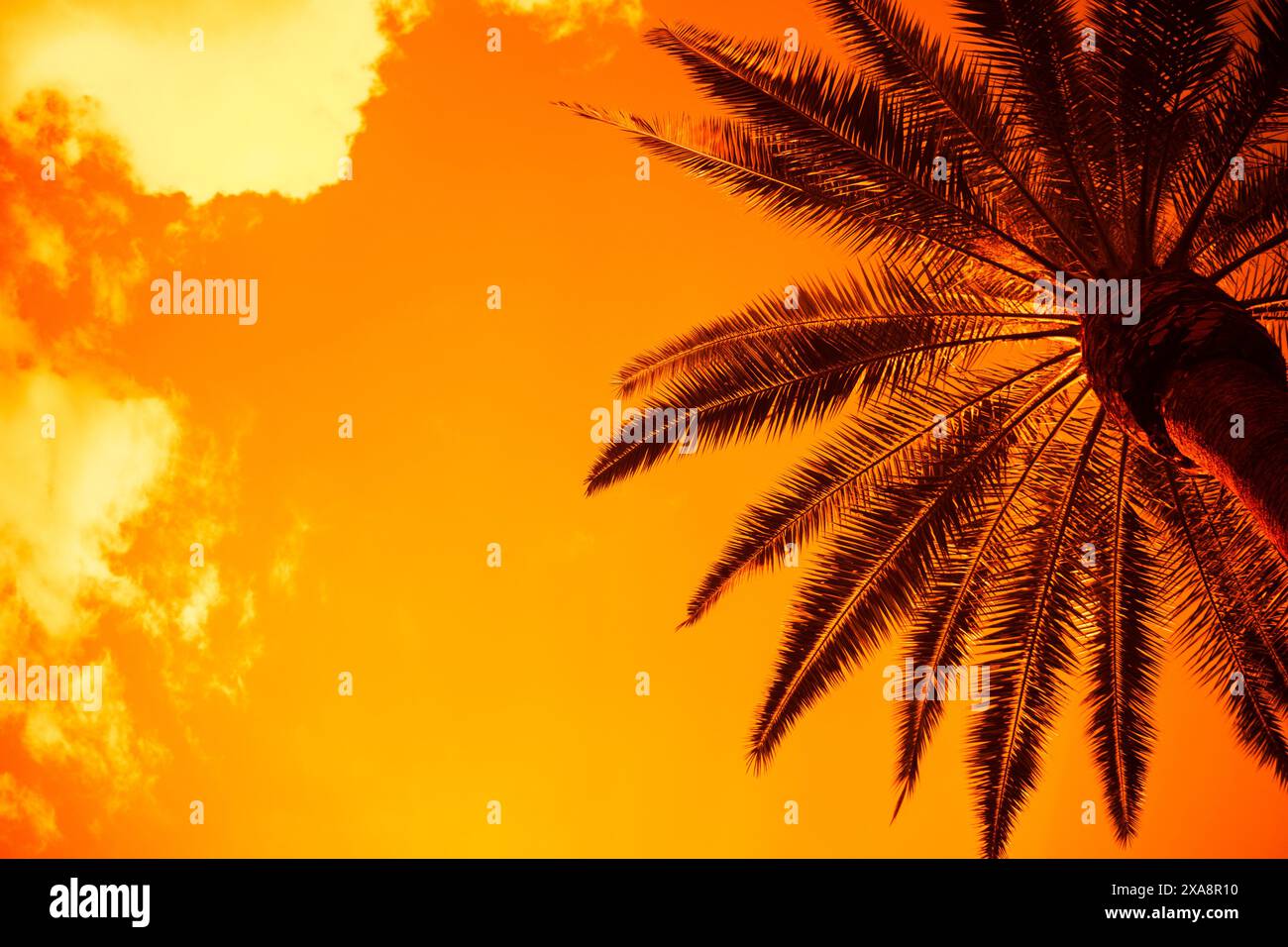 Landscape canary island date hi-res stock photography and images - Alamy