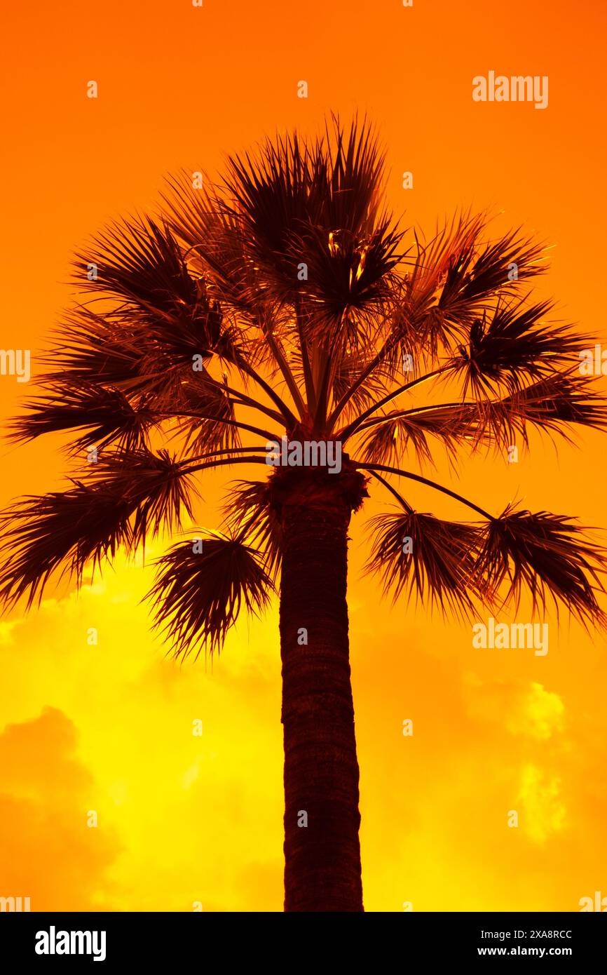 Landscape canary island date hi-res stock photography and images - Alamy