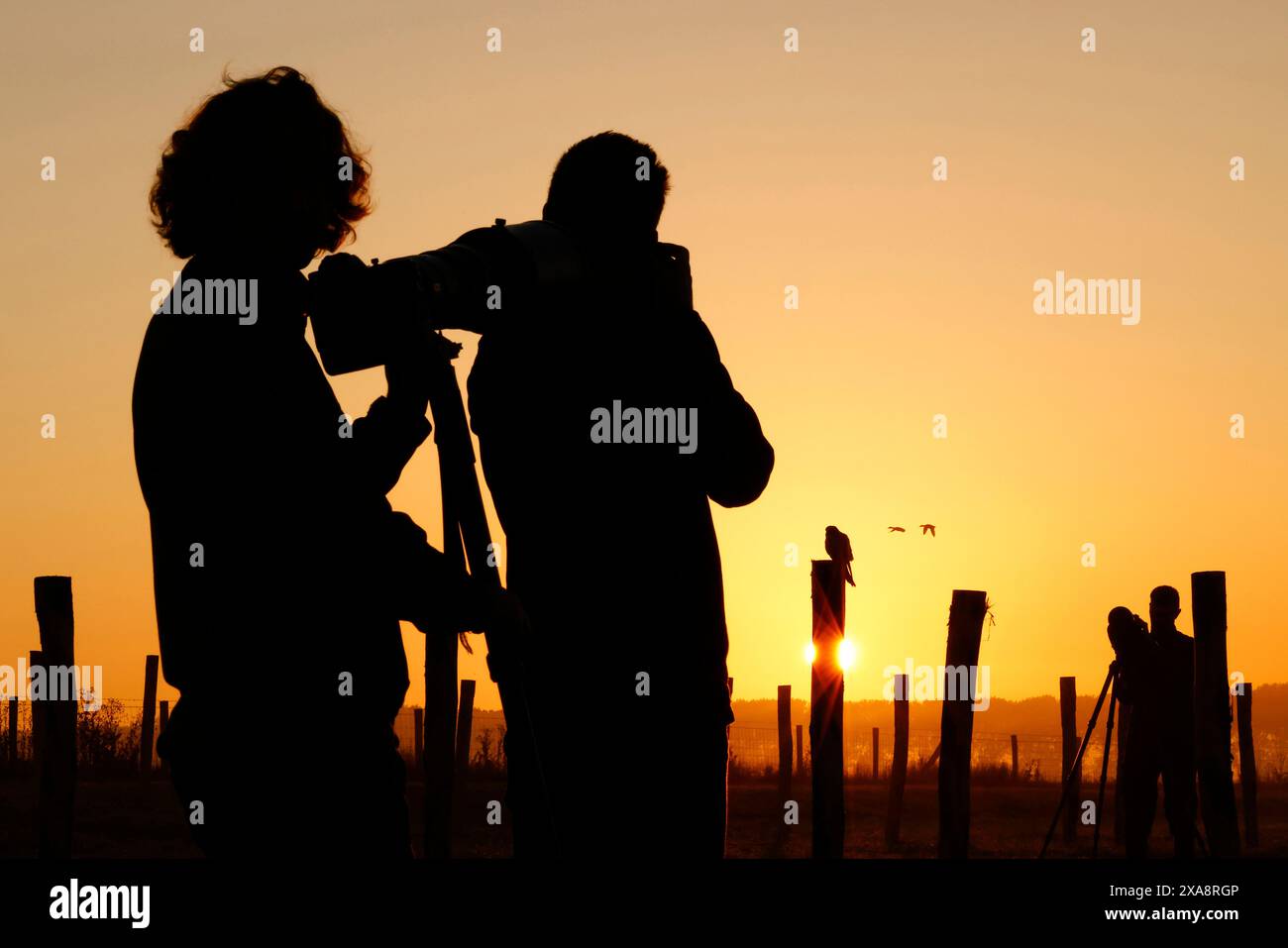 western red-footed falcon (Falco vespertinus), silhouettes of bird ...