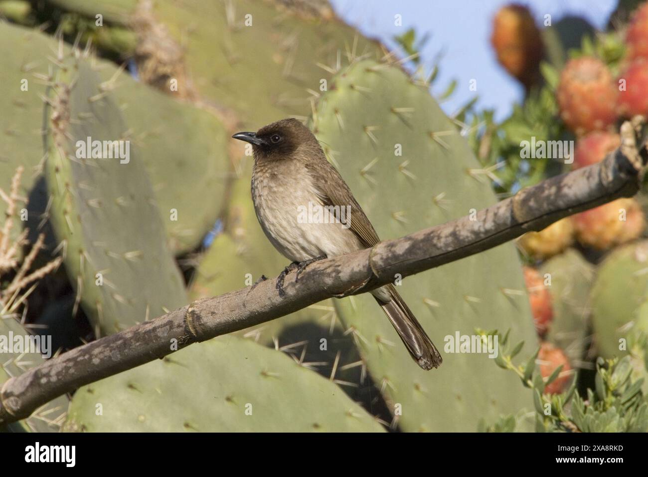 garden bulbul, Common bulbul (Pycnonotus barbatus), perching on a ...