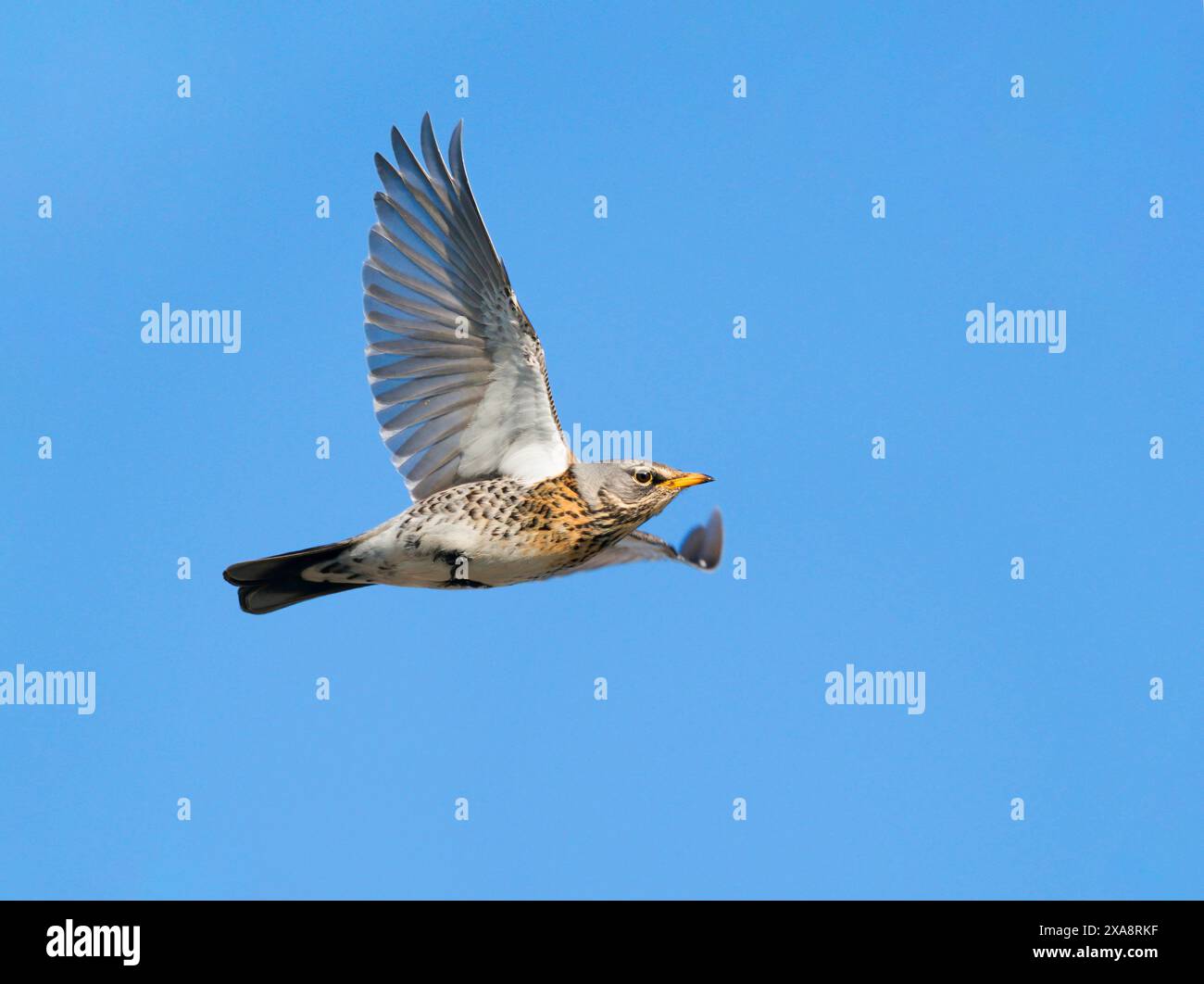 fieldfare (Turdus pilaris), in flight, Netherlands Stock Photo - Alamy