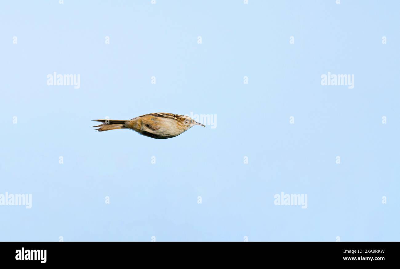 short-toed treecreeper (Certhia brachydactyla), in flight with wings ...