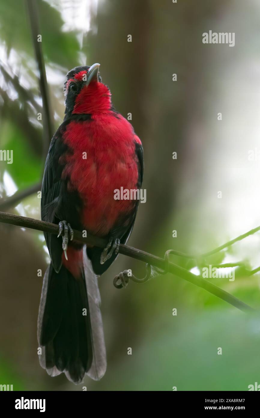 Thrush tanager hi-res stock photography and images - Alamy
