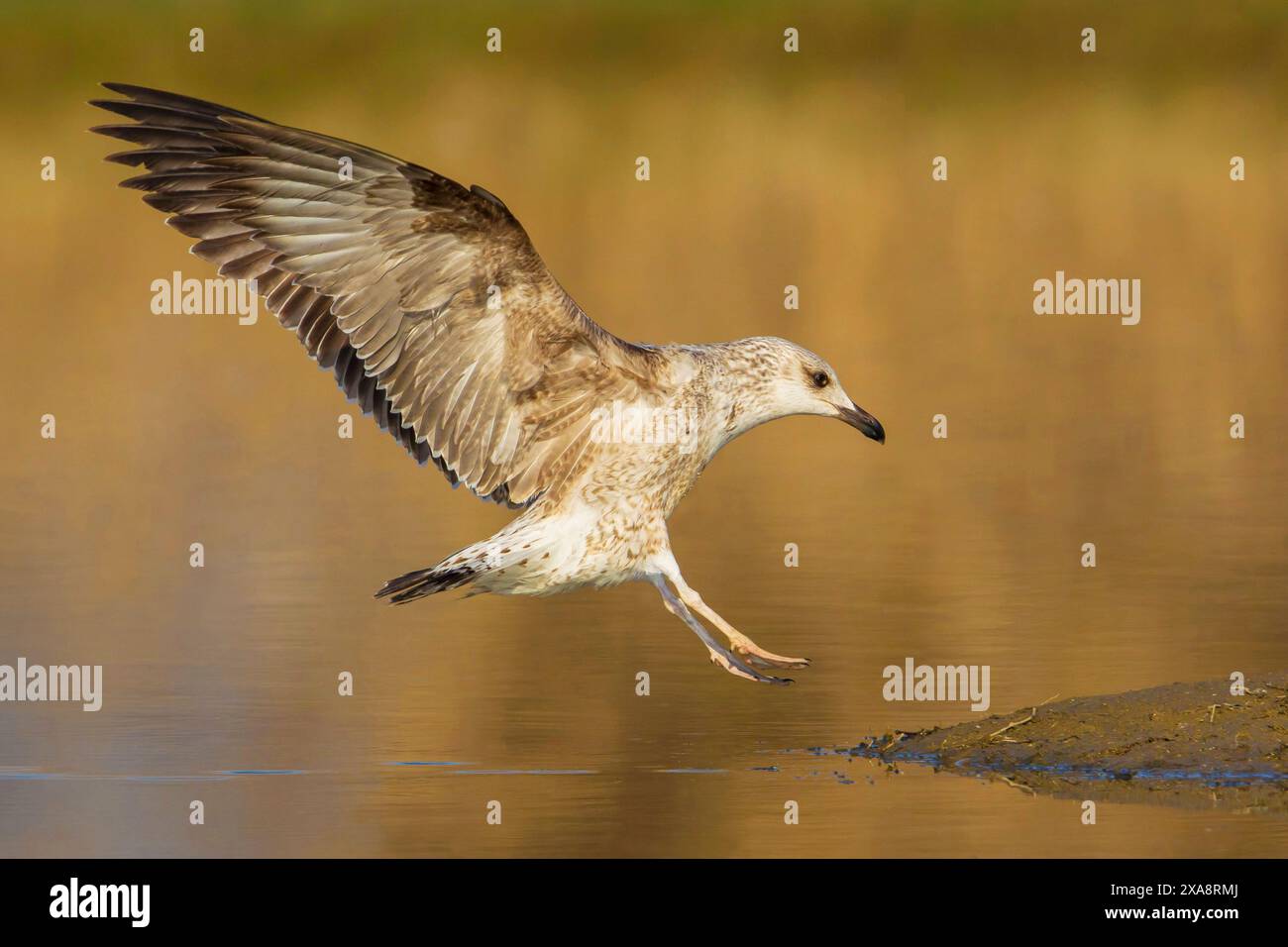 Yellow-legged Gull (Larus michahellis, Larus cachinnans michahellis ...
