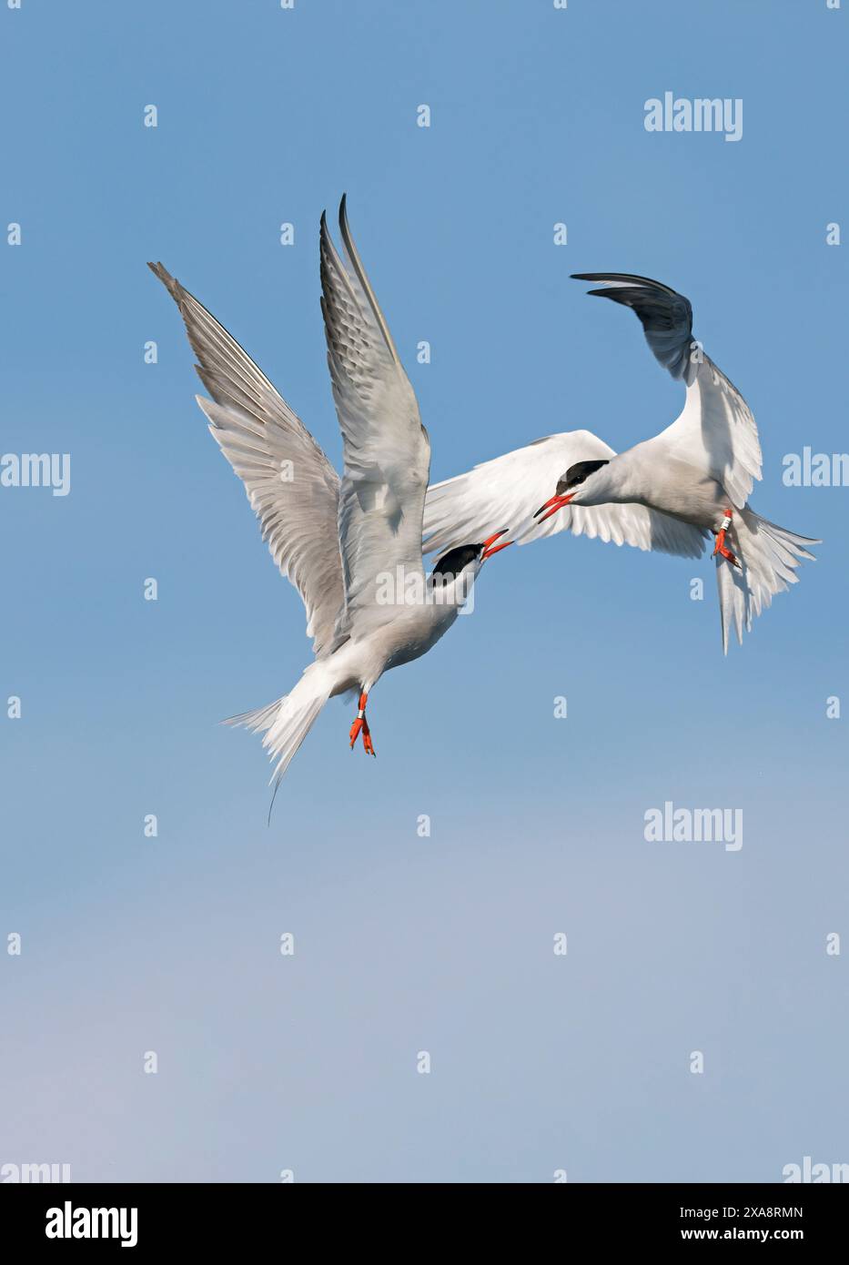 Siberian Common Tern (Sterna hirundo longipennis, Sterna longipennis ...