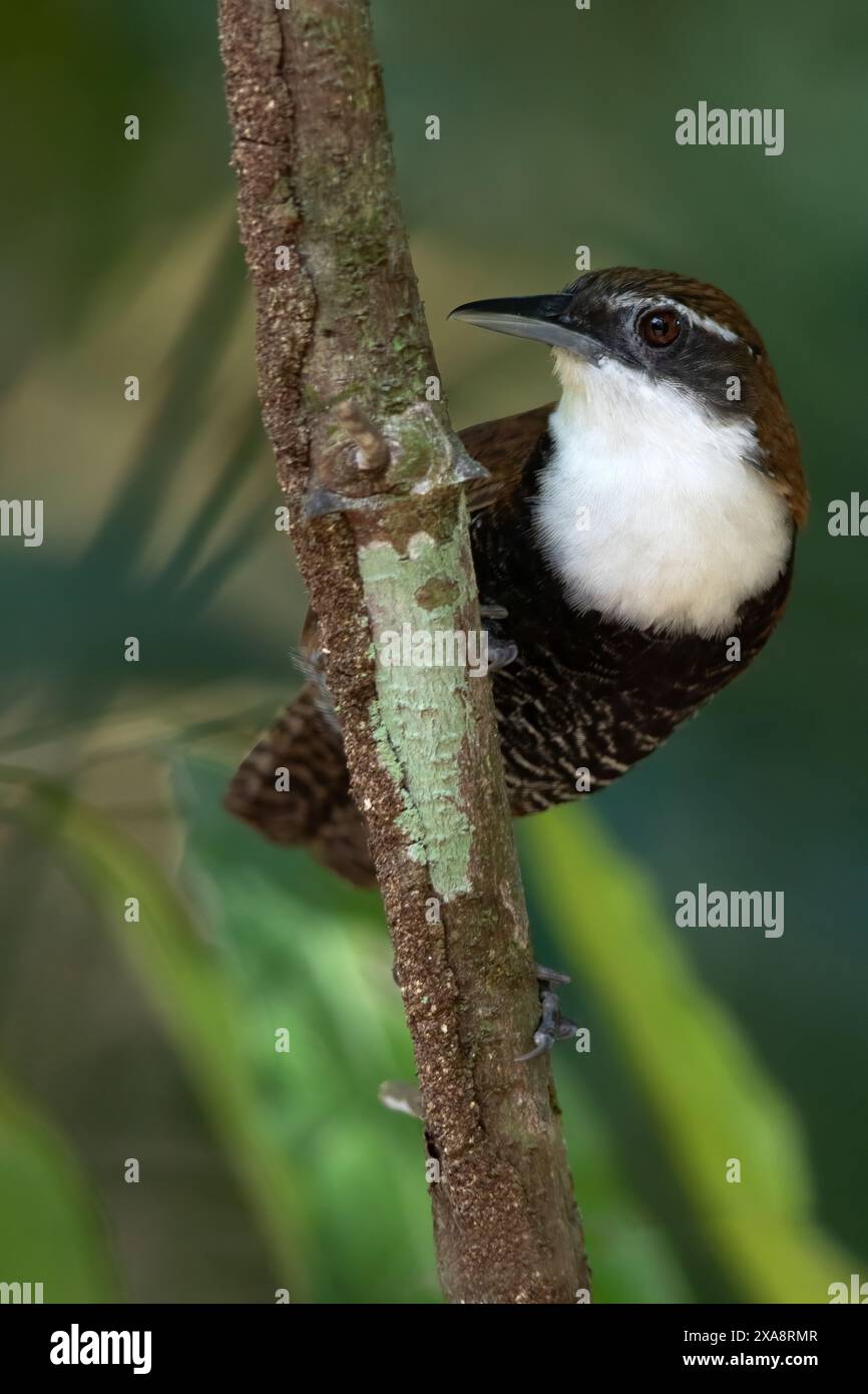 black-bellied wren (Pheugopedius fasciatoventris, Thryothorus ...