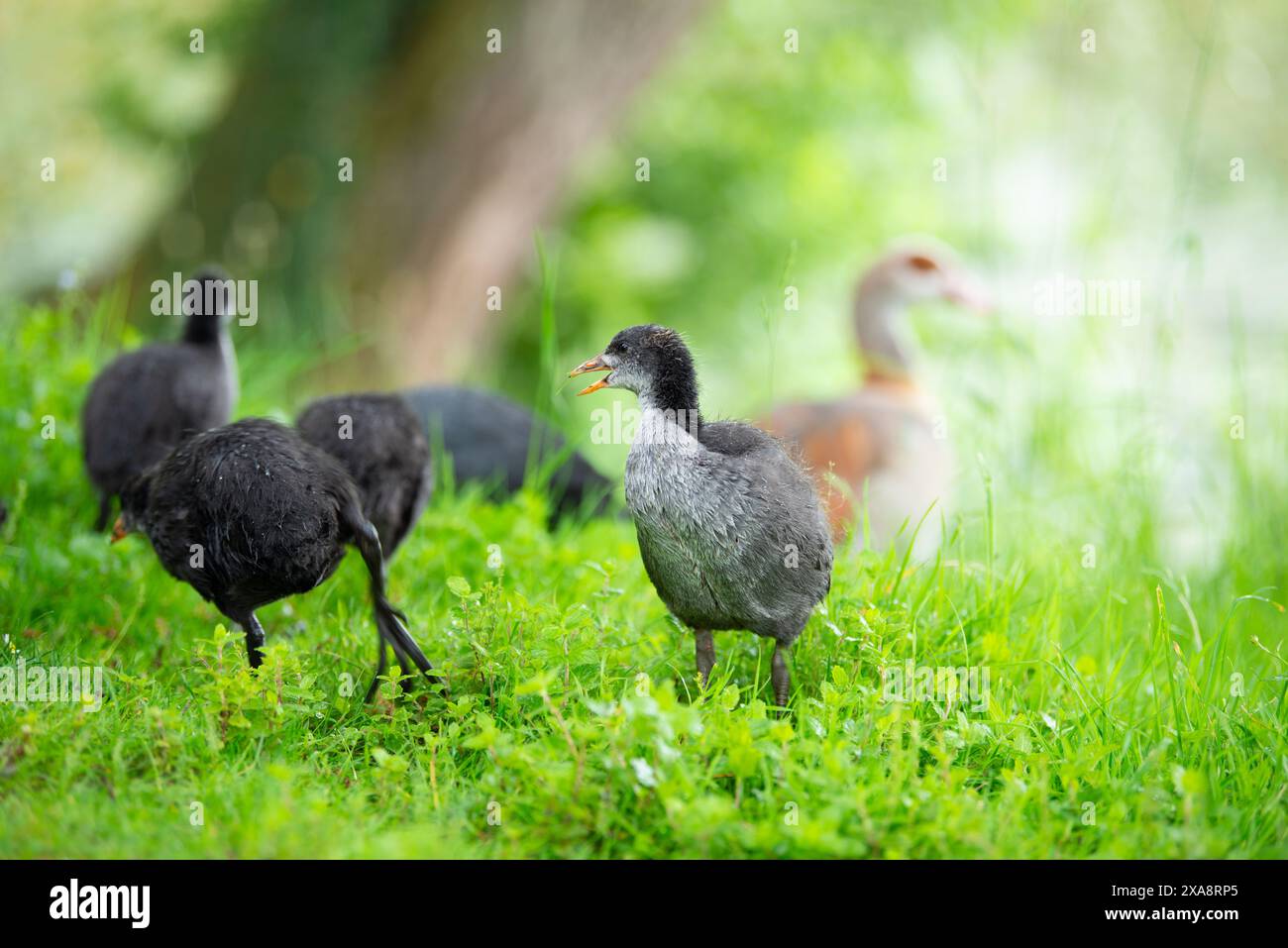 Common black coot family on the meadow, genus Fulica, waterbird in ...