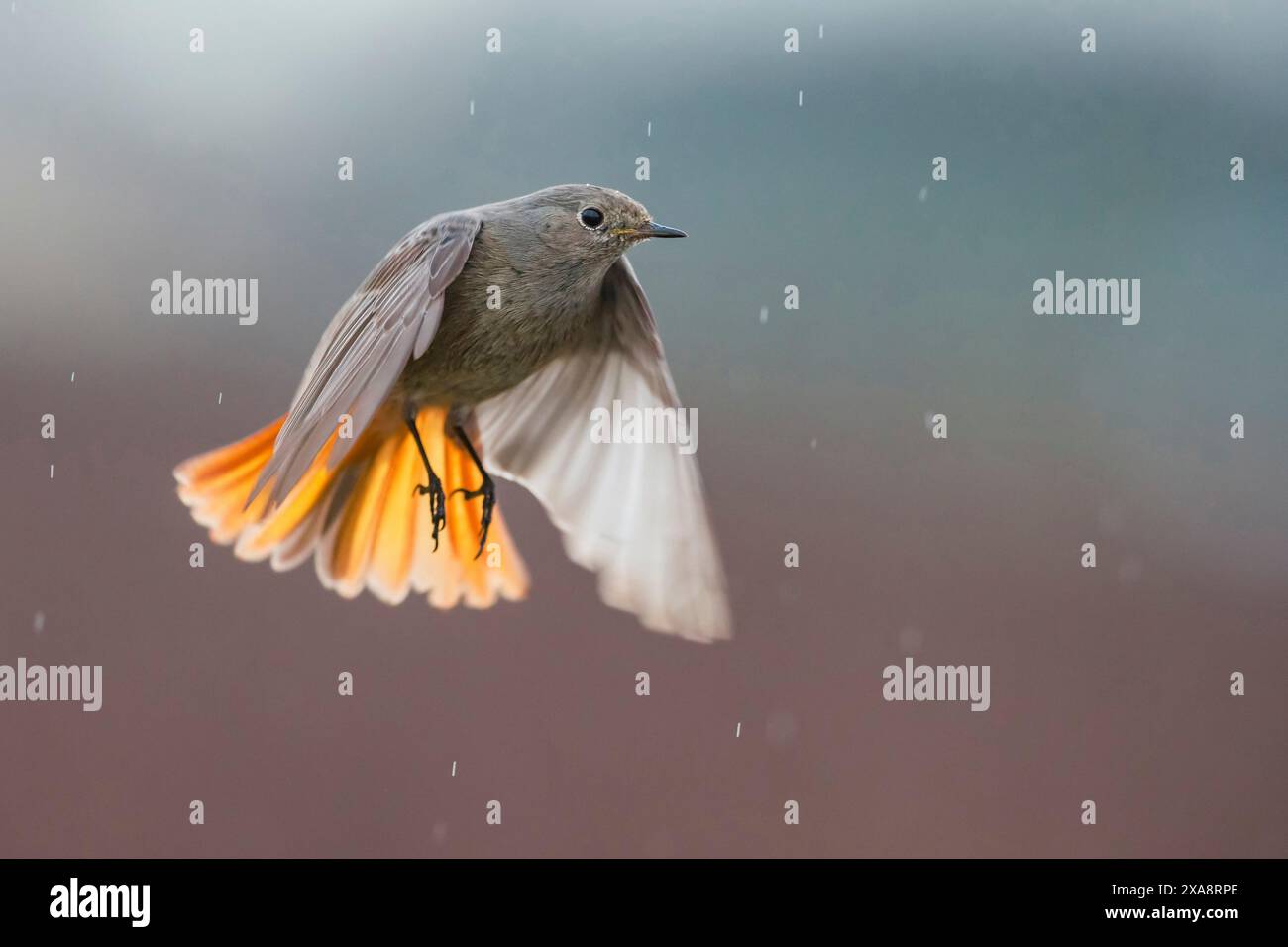 black redstart (Phoenicurus ochruros), female in flight during rain ...
