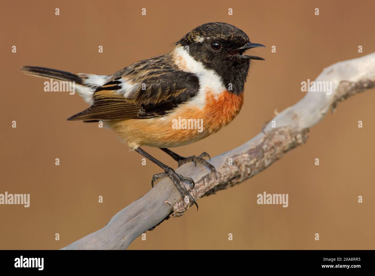 Common Stonechat (Saxicola rubicola, Saxicola torquata rubicola ...
