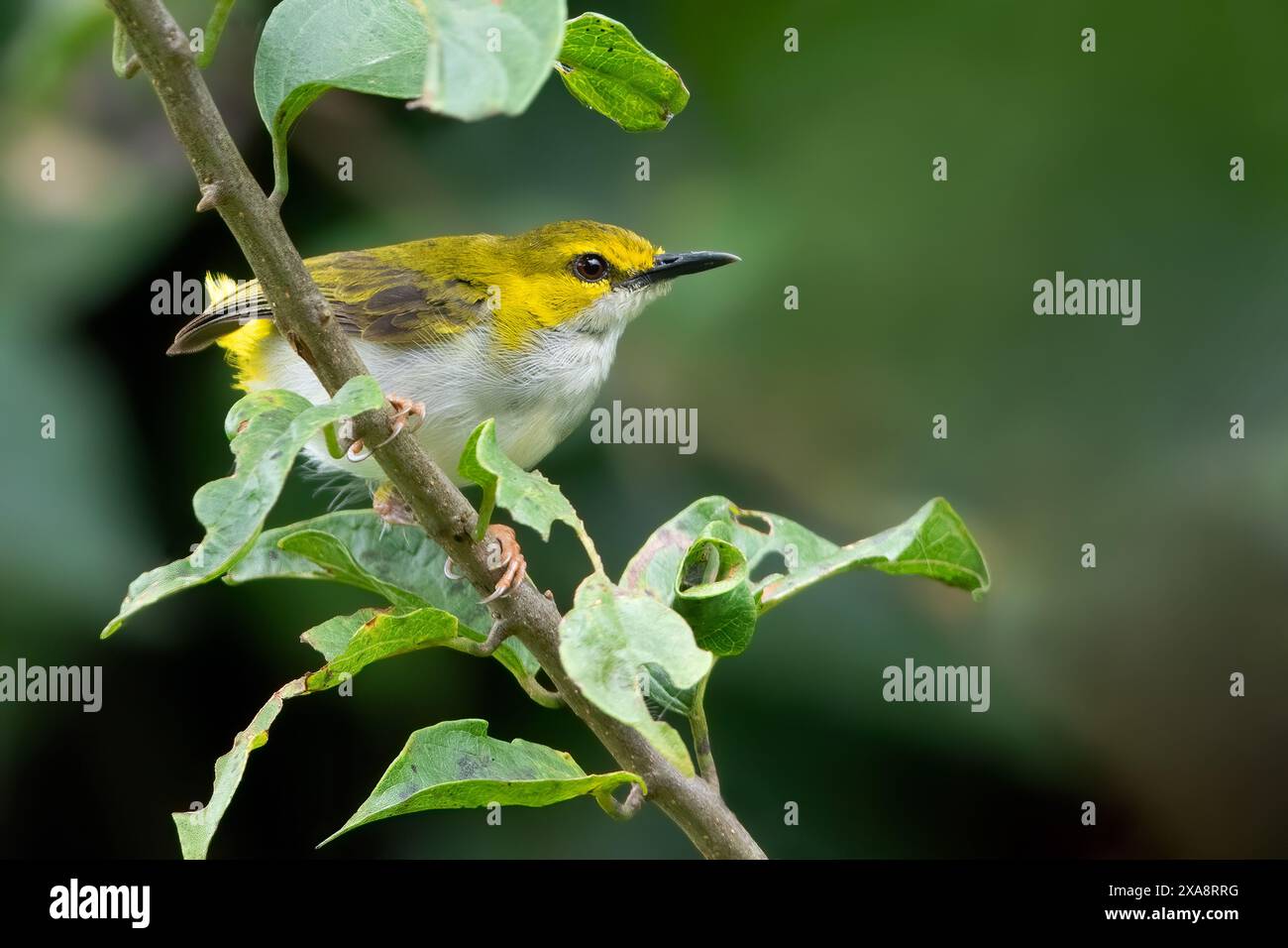 Camaroptera superciliaris hi-res stock photography and images - Alamy