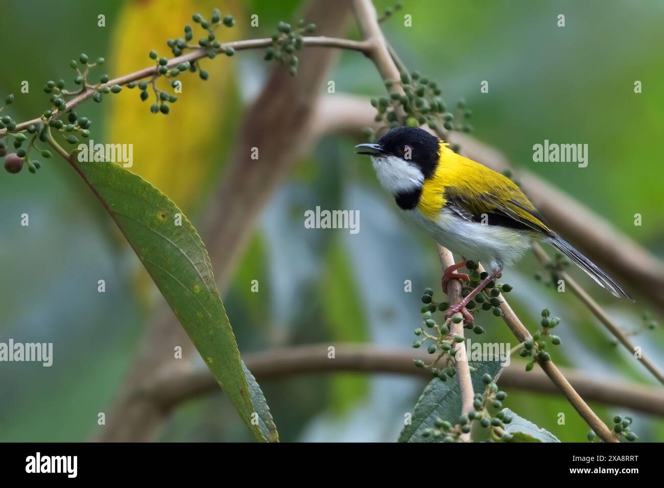 Black capped apalises hi-res stock photography and images - Alamy