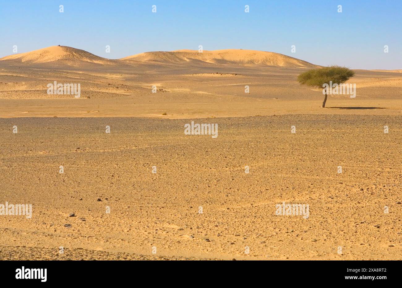 Loneliest tree in the world hi-res stock photography and images - Alamy
