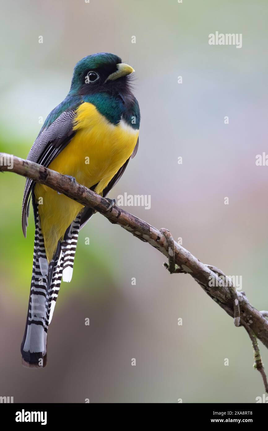 Amazonian black throated trogons hi-res stock photography and images ...