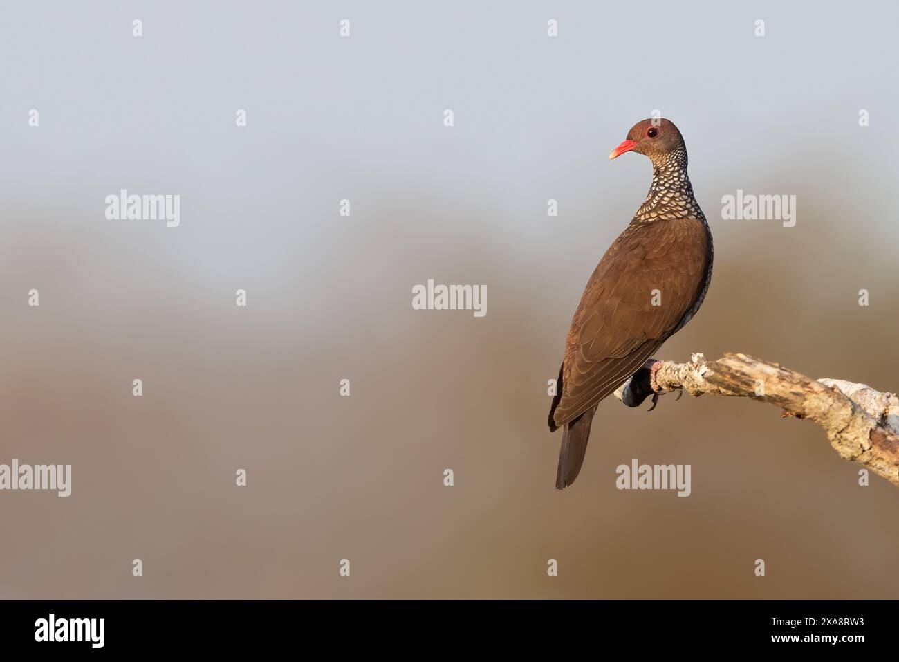 scaled pigeon (Patagioenas speciosa, Columba speciosa), sitting on a ...