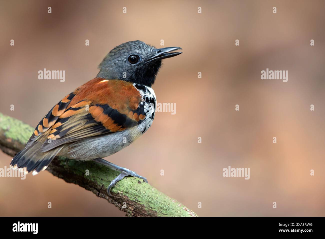 spotted antbird (Hylophylax naevioides), male sitting on a branch in ...