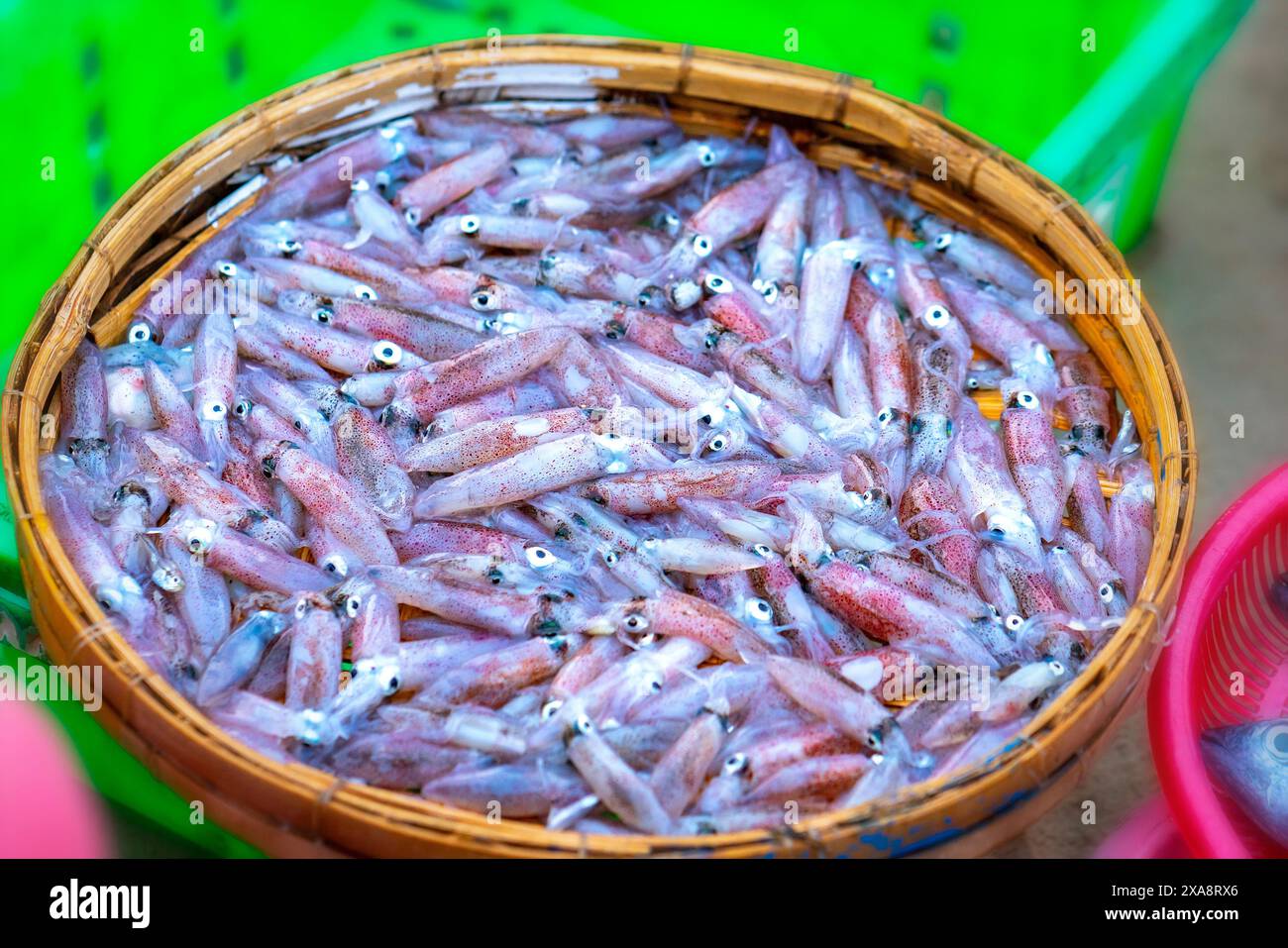 Cuttlefish fishing hi-res stock photography and images - Alamy