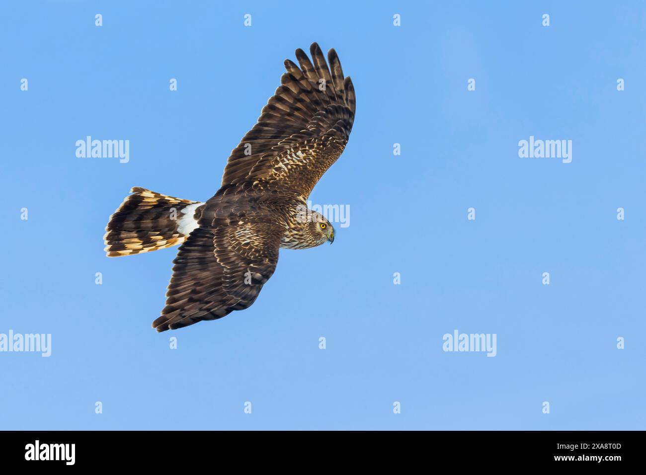 hen harrier (Circus cyaneus), female in flight in the blue sky, side ...