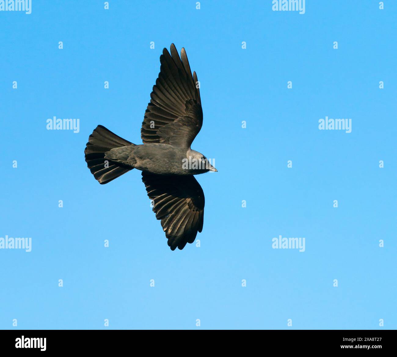 jackdaw (Corvus monedula, Coloeus monedula), in flight, Netherlands ...