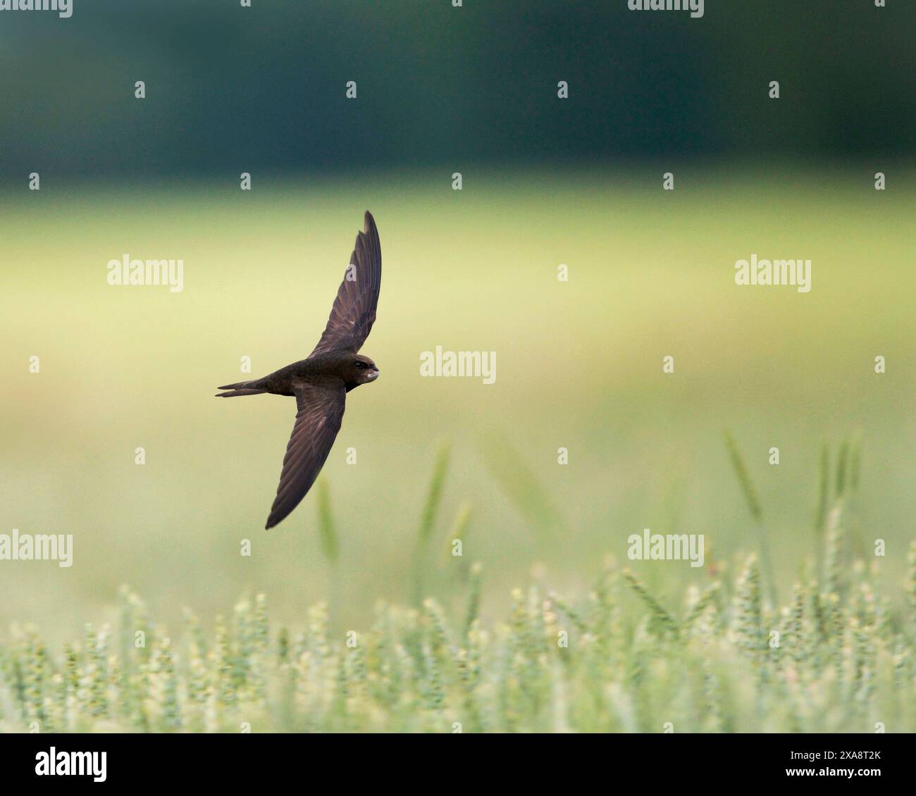 Flying low over wheat field hi-res stock photography and images - Alamy