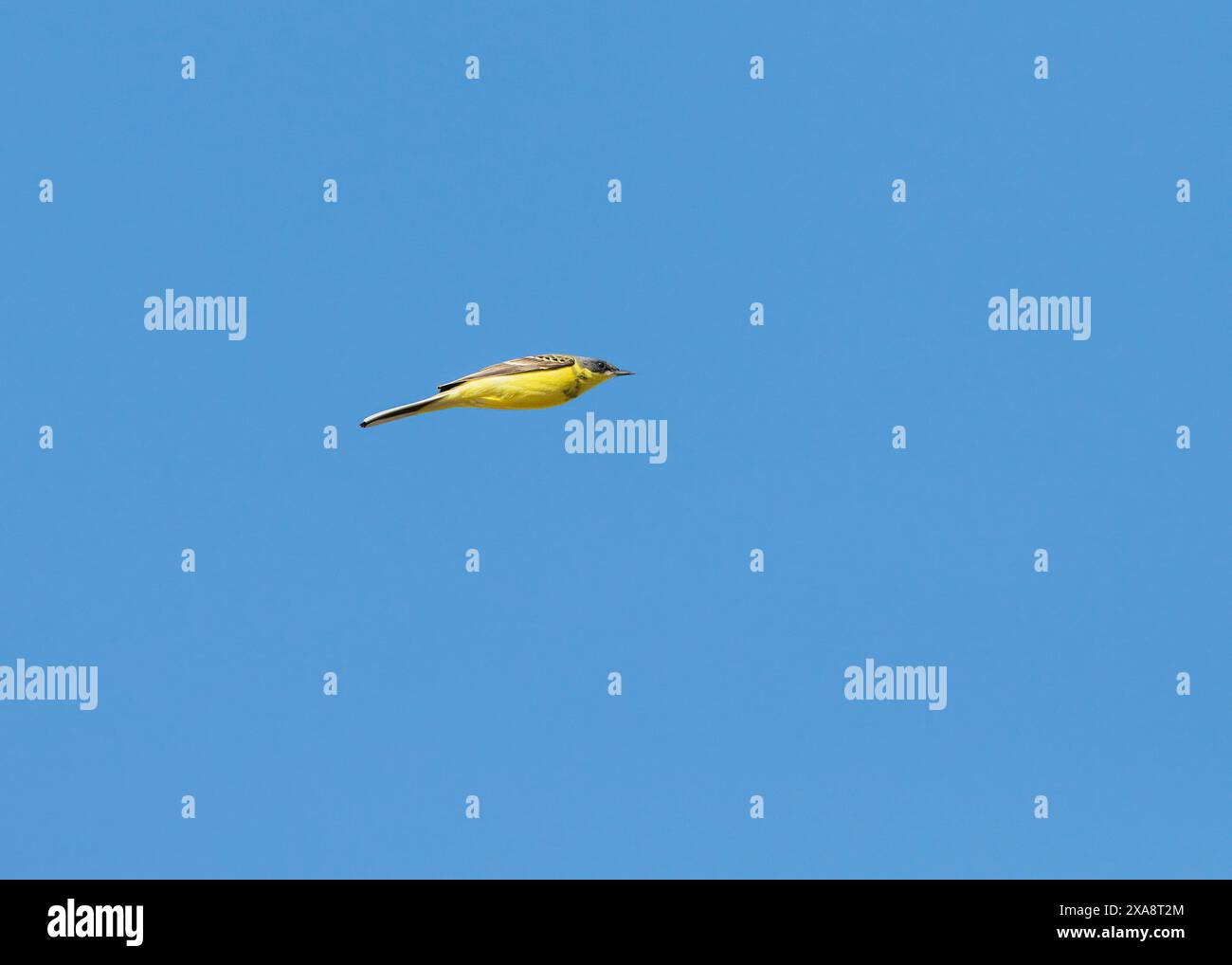 Dark-headed Wagtail, Grey-headed Wagtail, Yellow wagtail (Motacilla ...